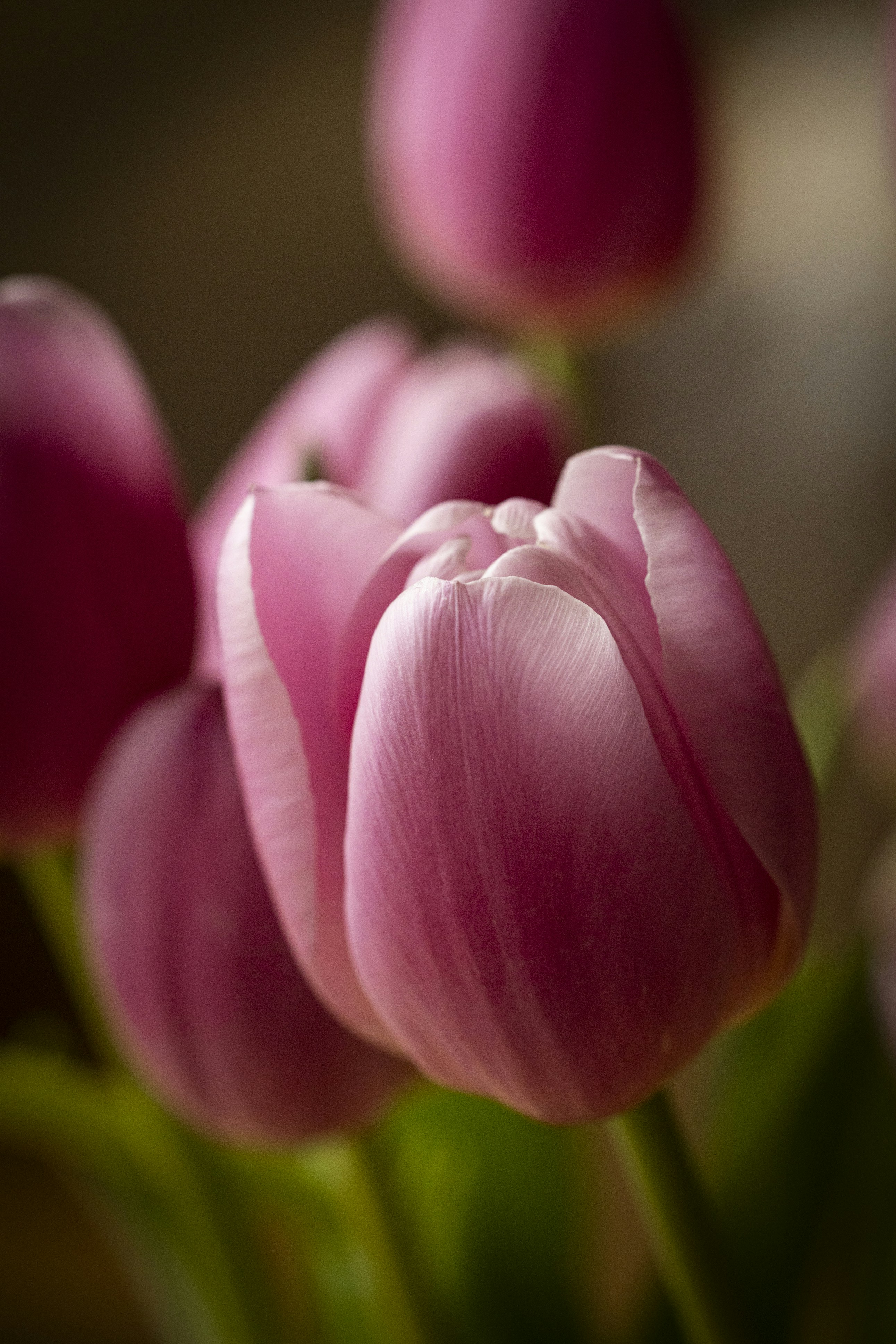 Close-up of a pink tulip bloom in soft focus garden light