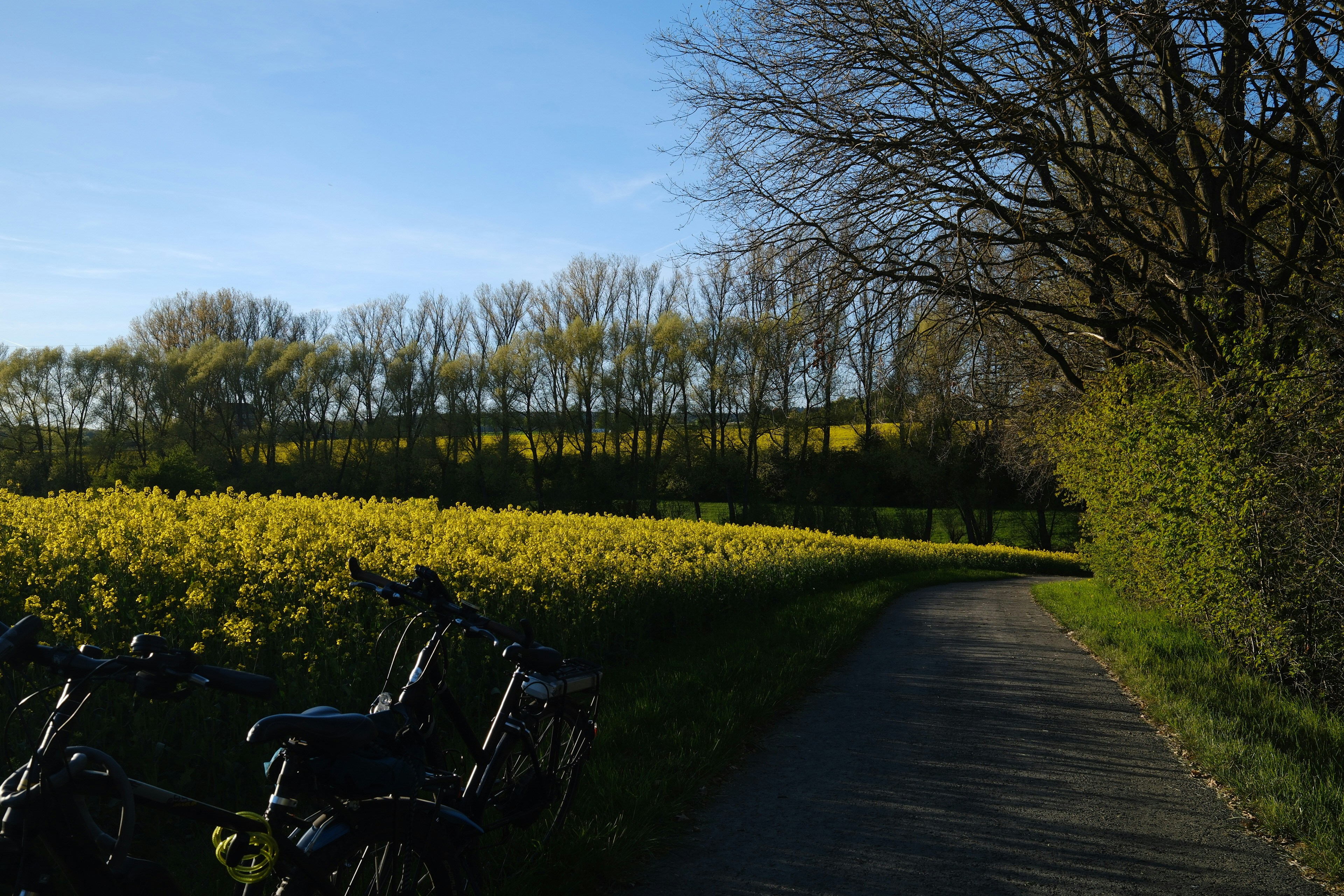 Sunlit Canola Roadway: Bikes, Fields, and a Narrow Path