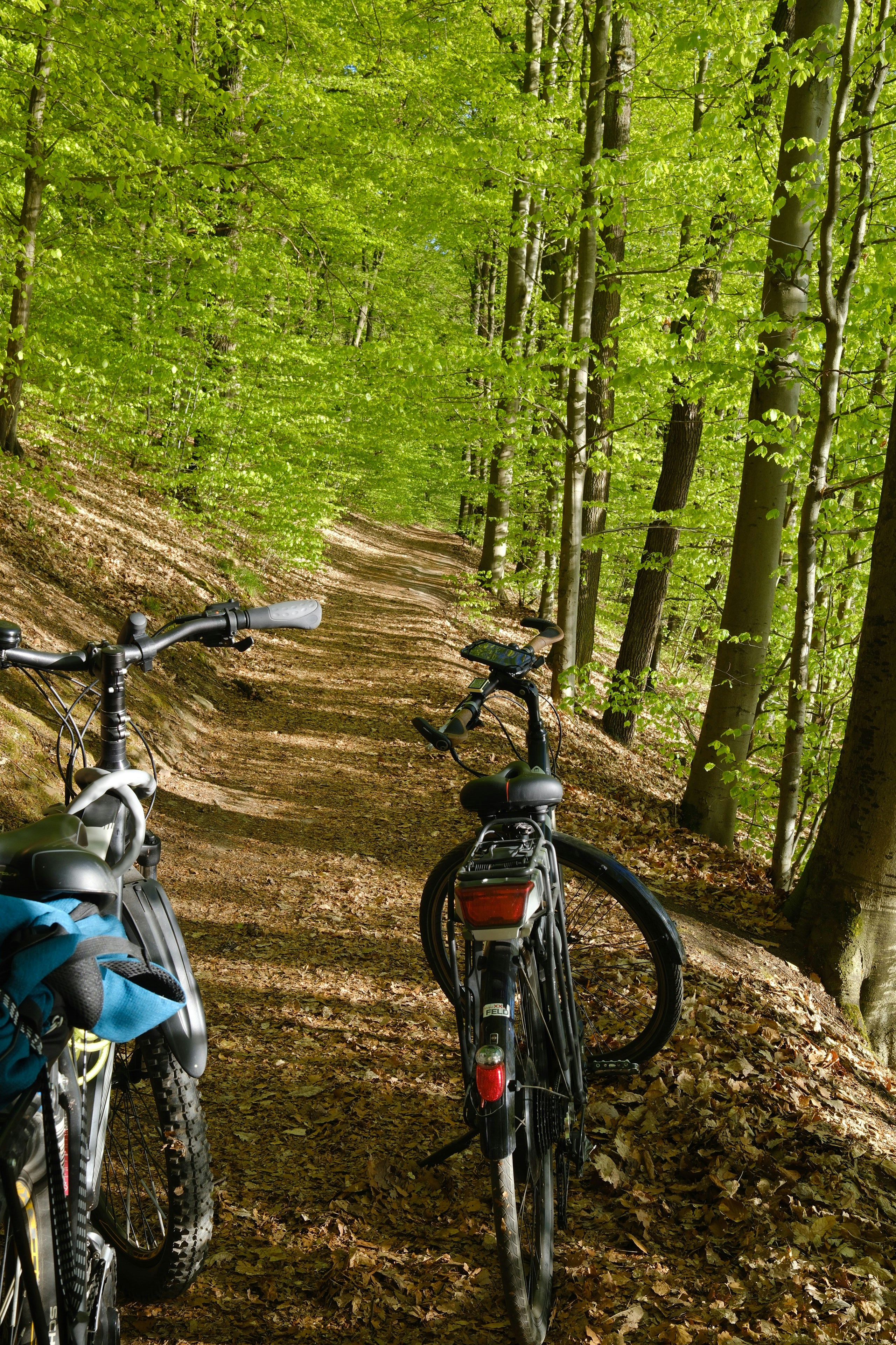 Two bicycles resting on a leaf-strewn trail through a sunlit green forest