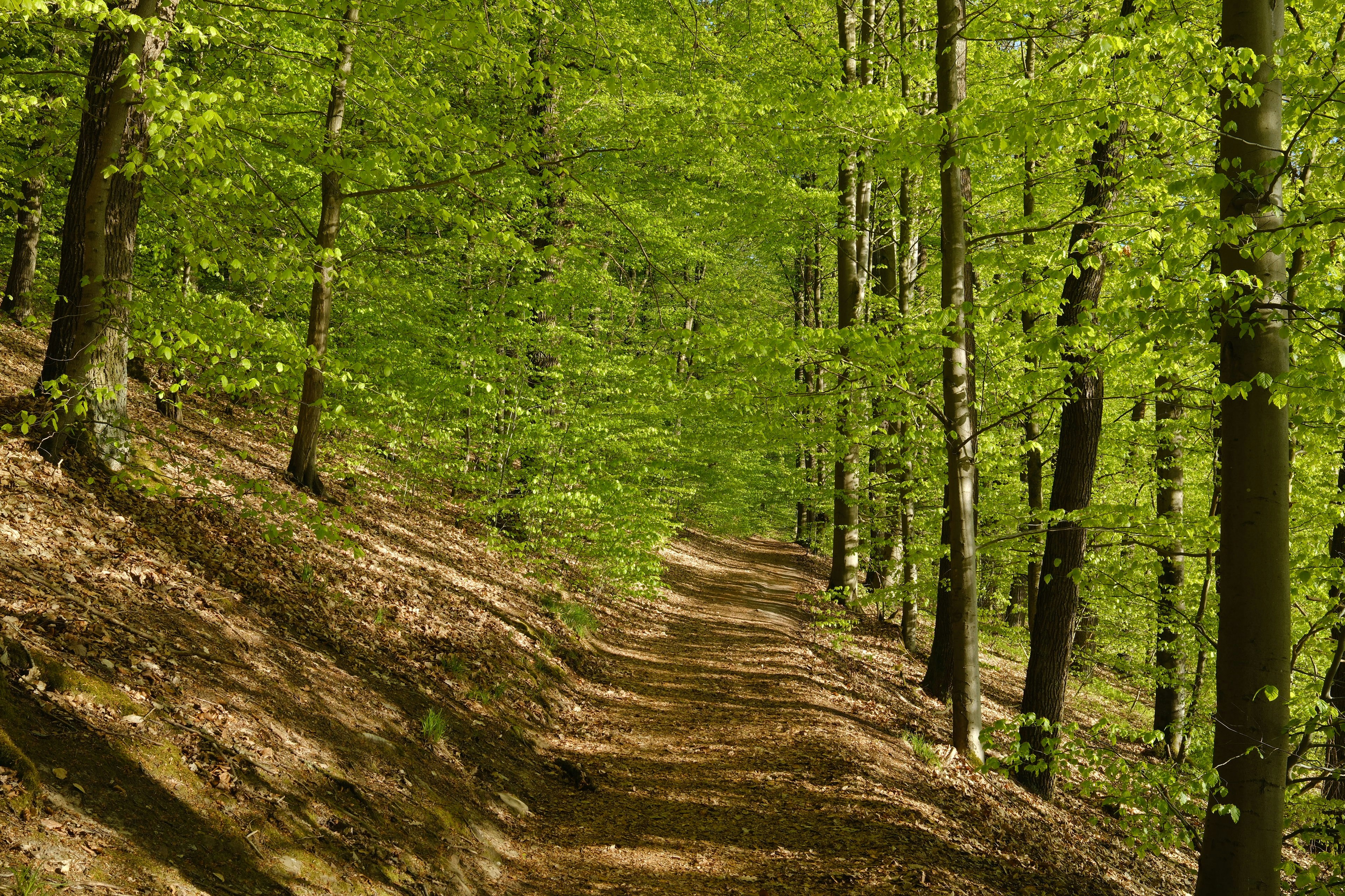 Forest Footpath Through Fresh Green Canopy