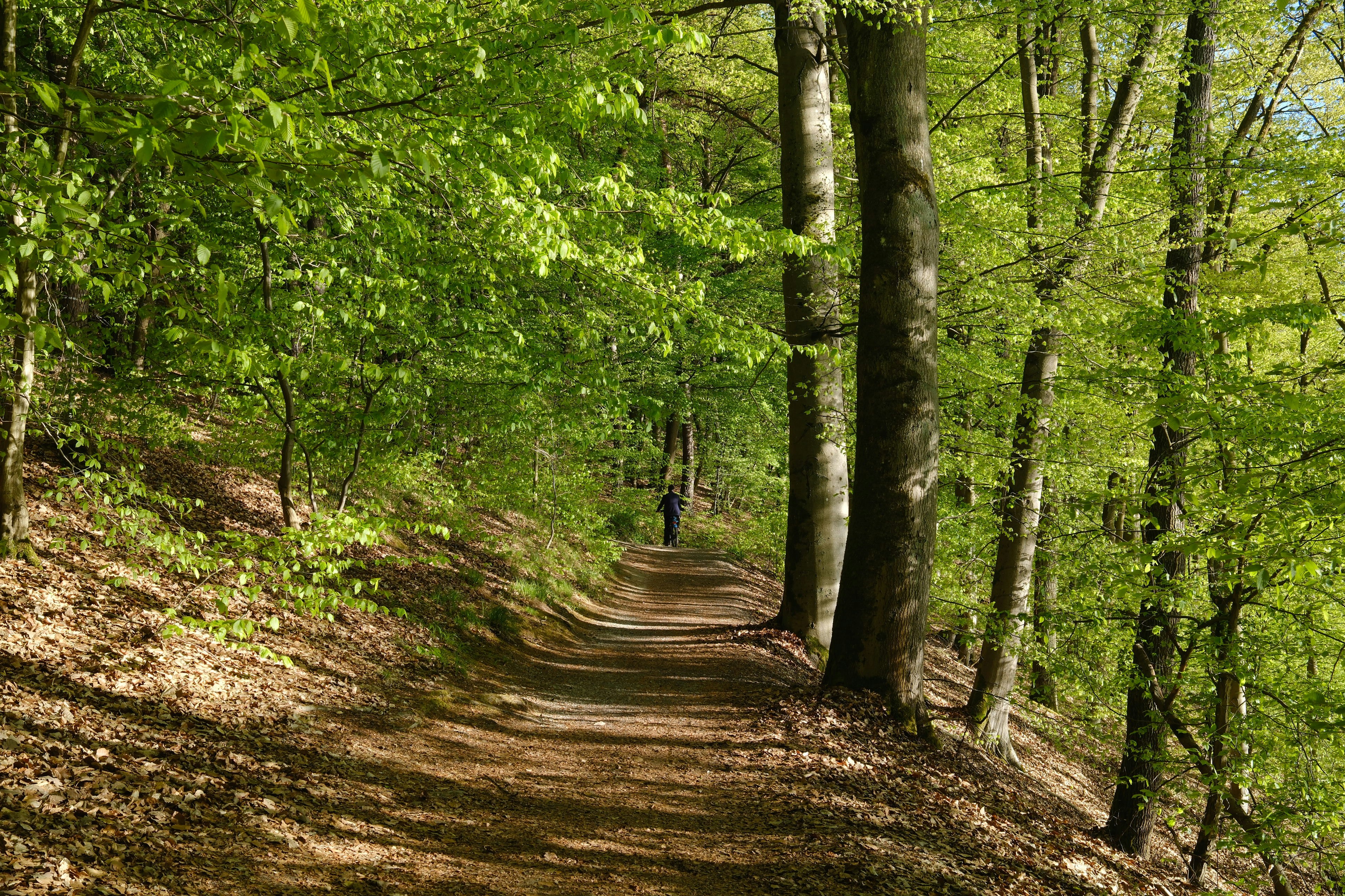 Forest Pathway Through Dappled Light