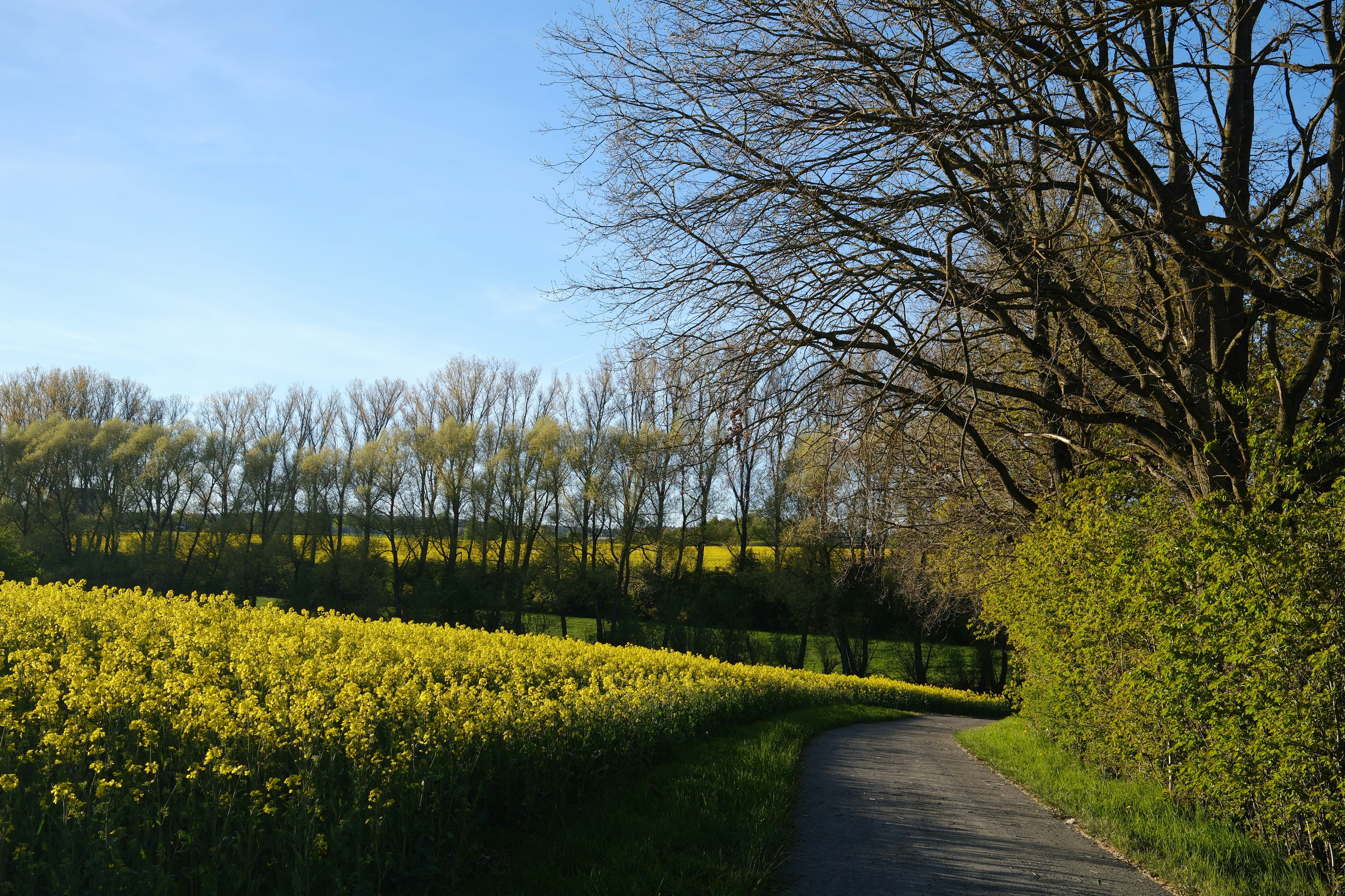 Sunlit Field Path: Golden Spring Meets Shaded Orchard