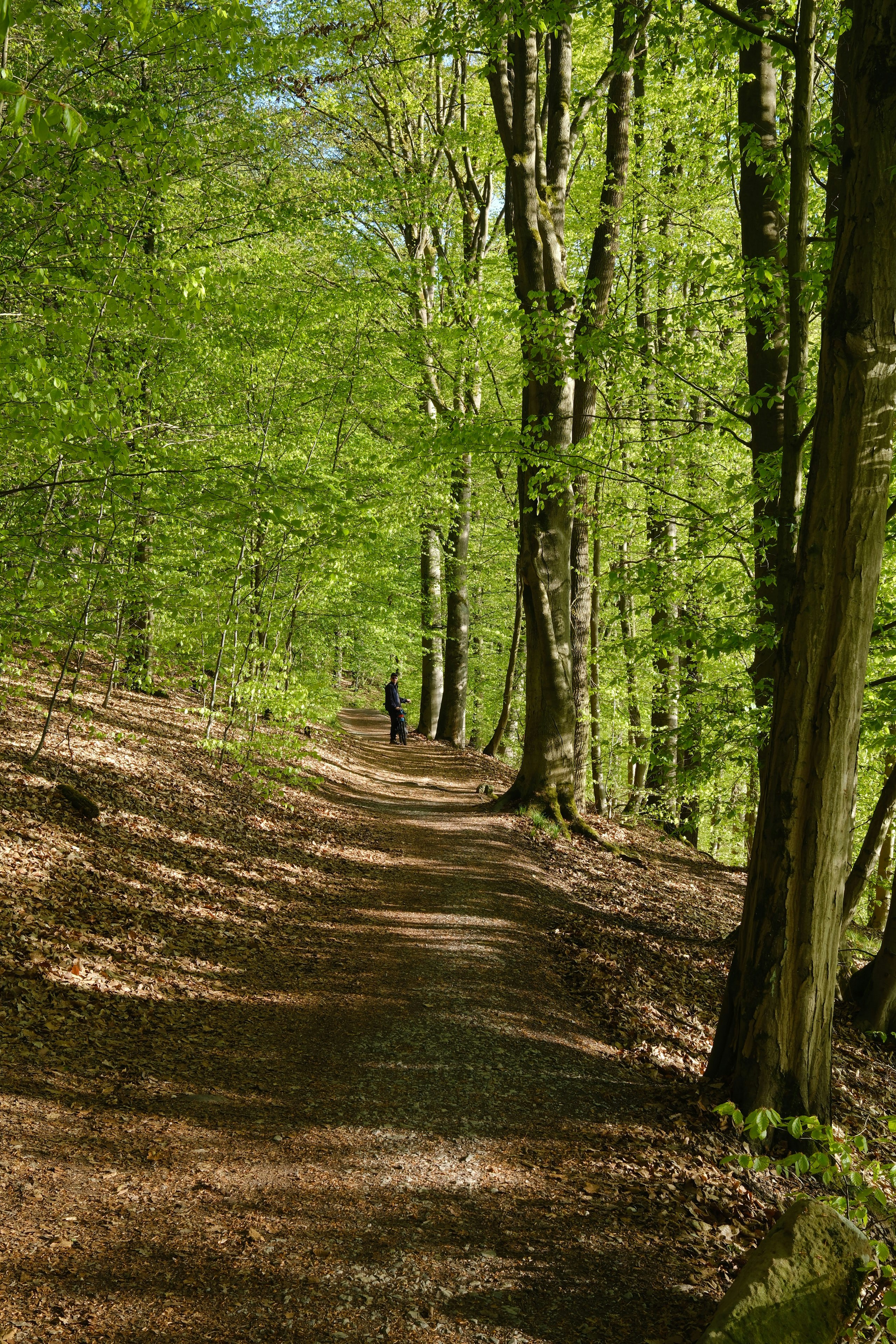 Sunlit Woodland Path: A Lone Walker Inside the Green Corridor