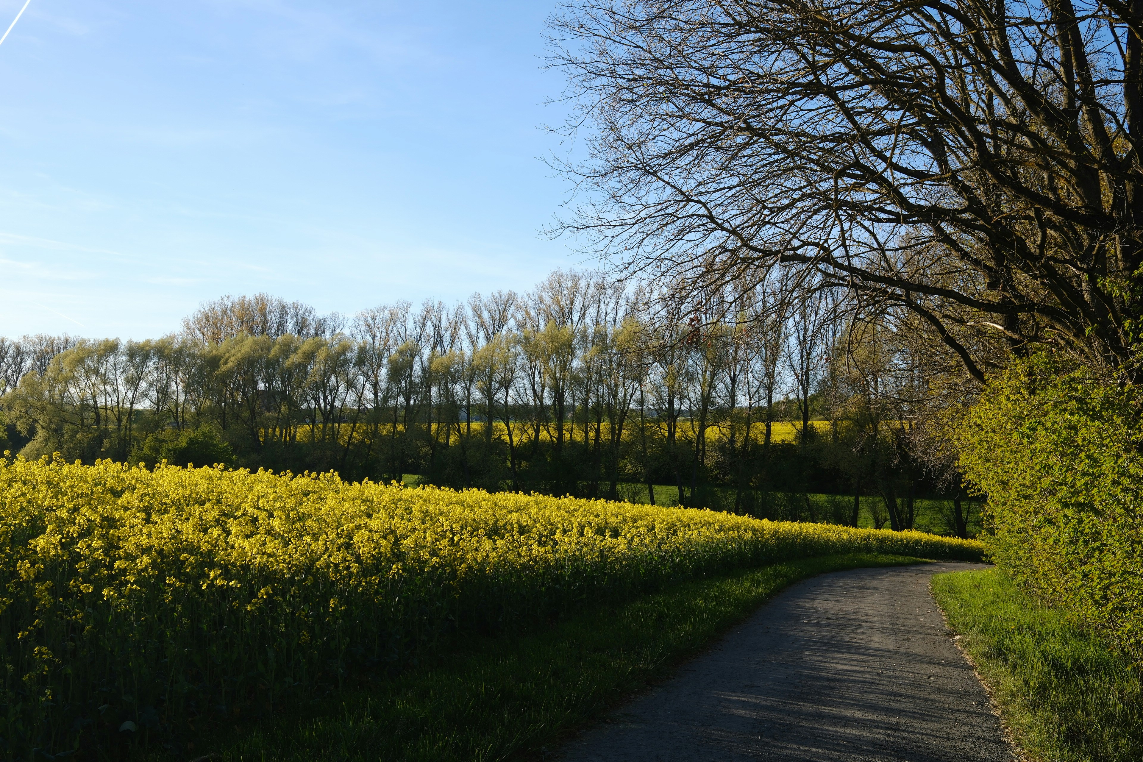 Sunlit path through a flowering field under a blue spring sky
