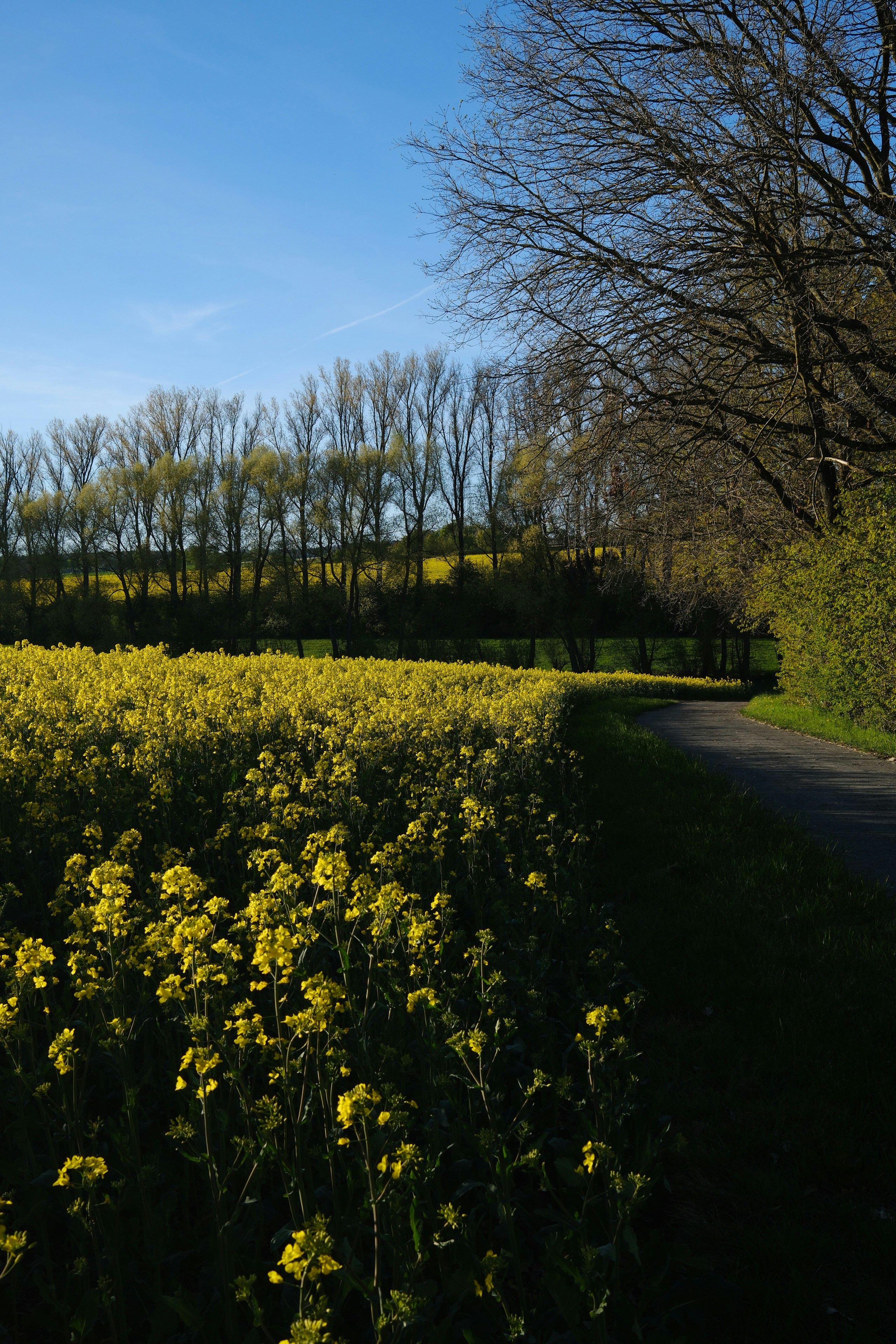 Golden Canola Path: A Sunlit Field Beside a Quiet Road