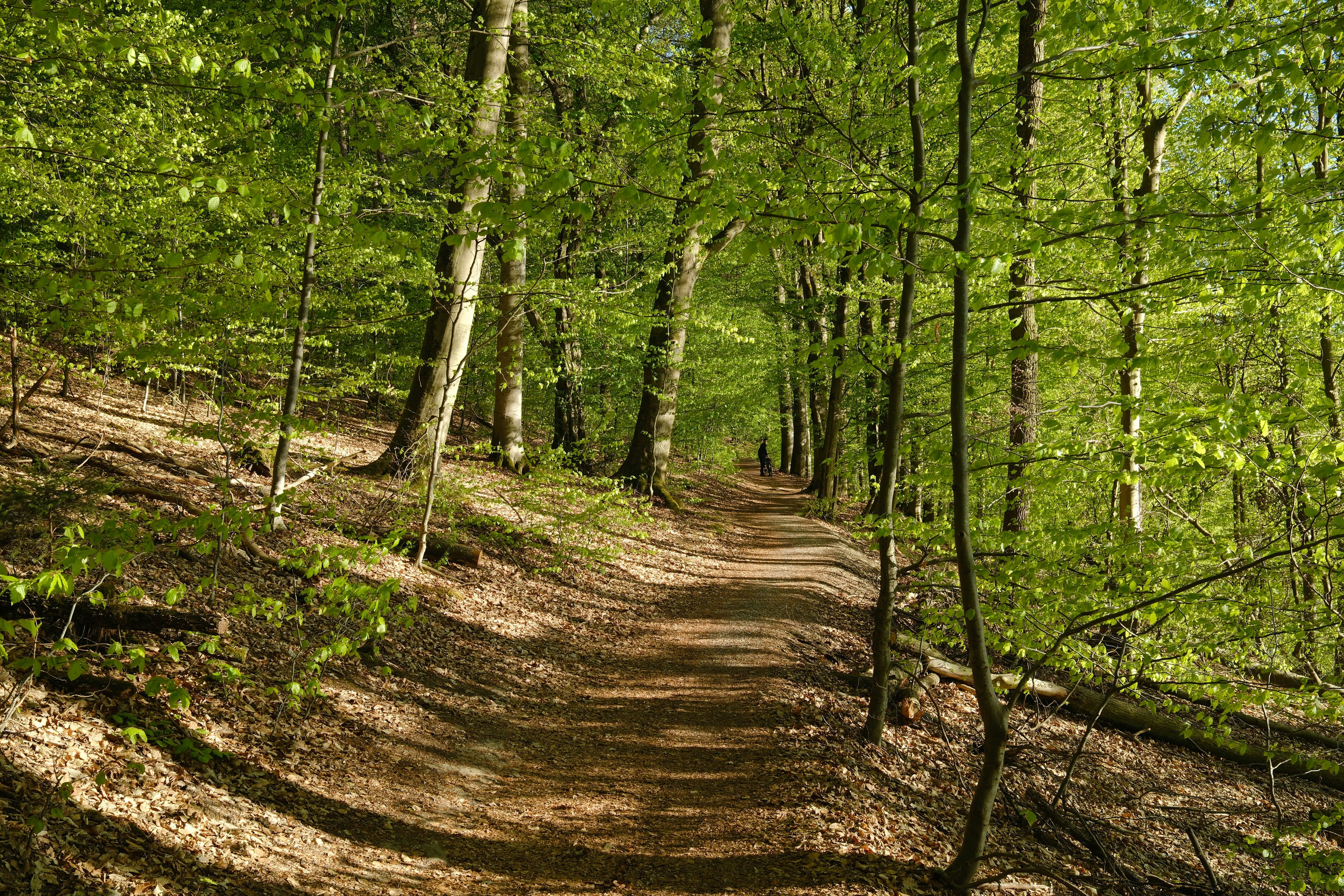 Forest Corridor: A Sunlit Path Through Quiet Green