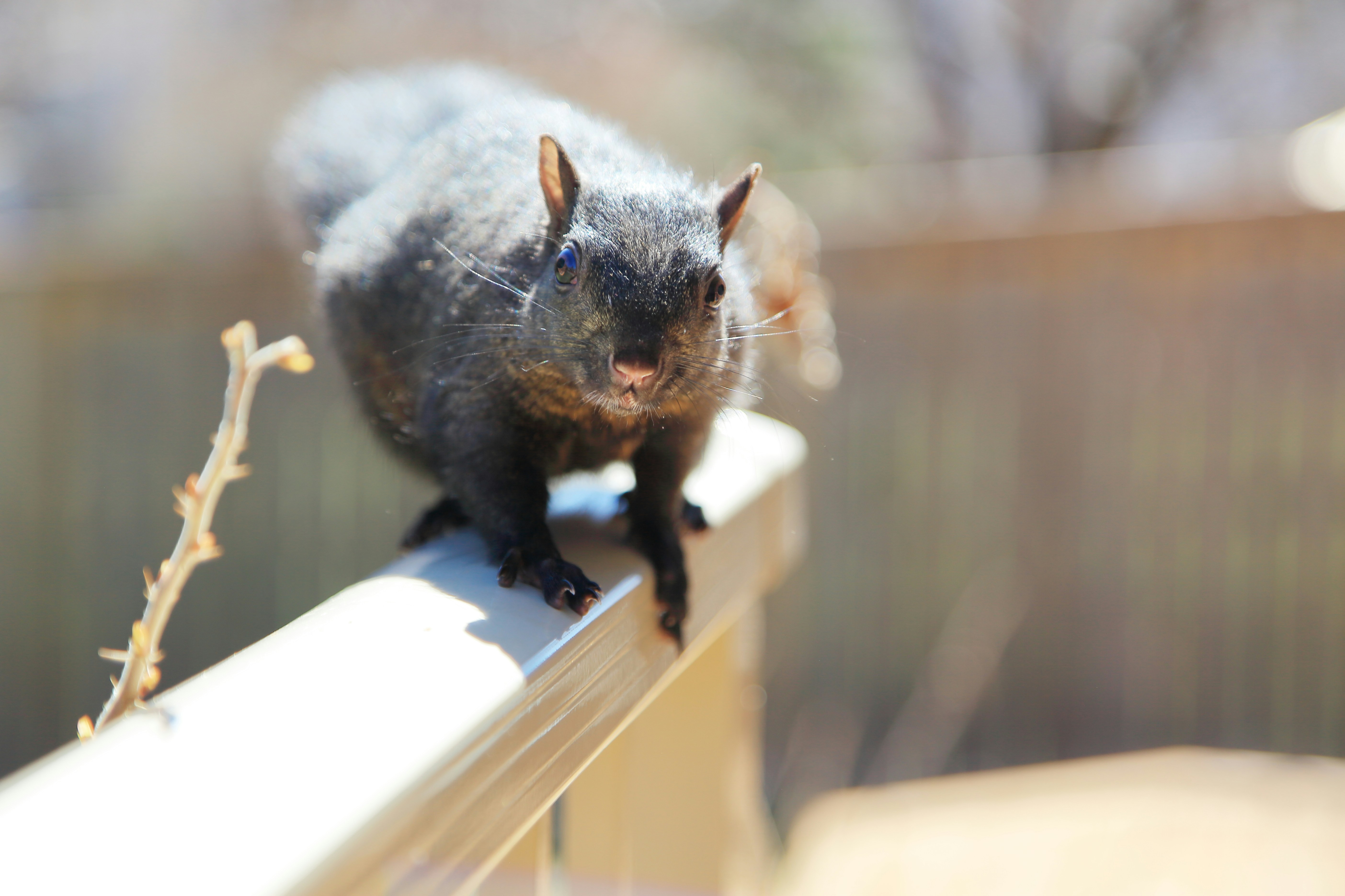 Squirrel on a Sunlit Railing: A Bold Balance of Blur and Motion