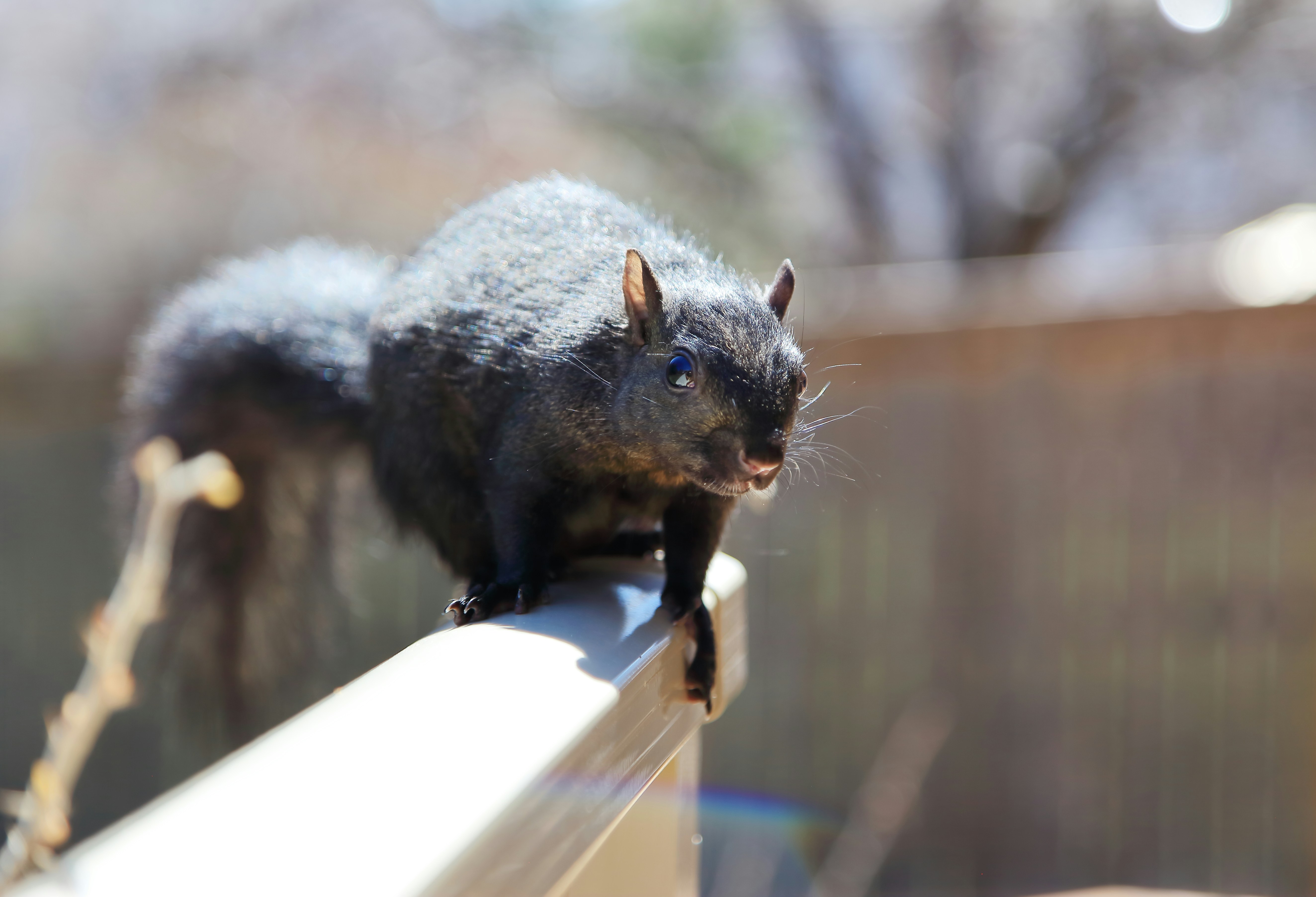 Squirrel Peril on the Rail: A Risky Pause Above the Yard