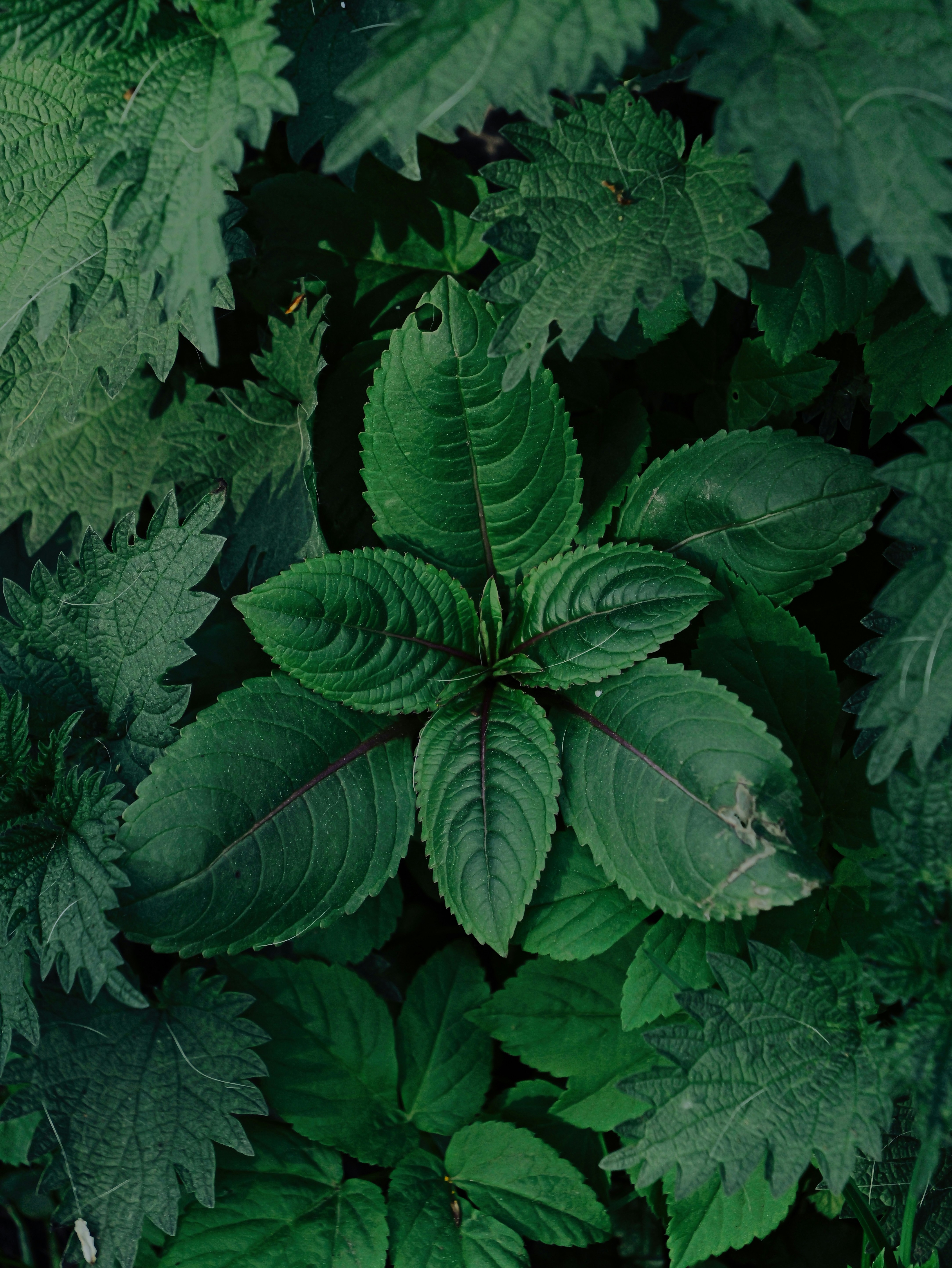 Verdant Center: A Burst of Green Foliage Framed by Deep Shadows