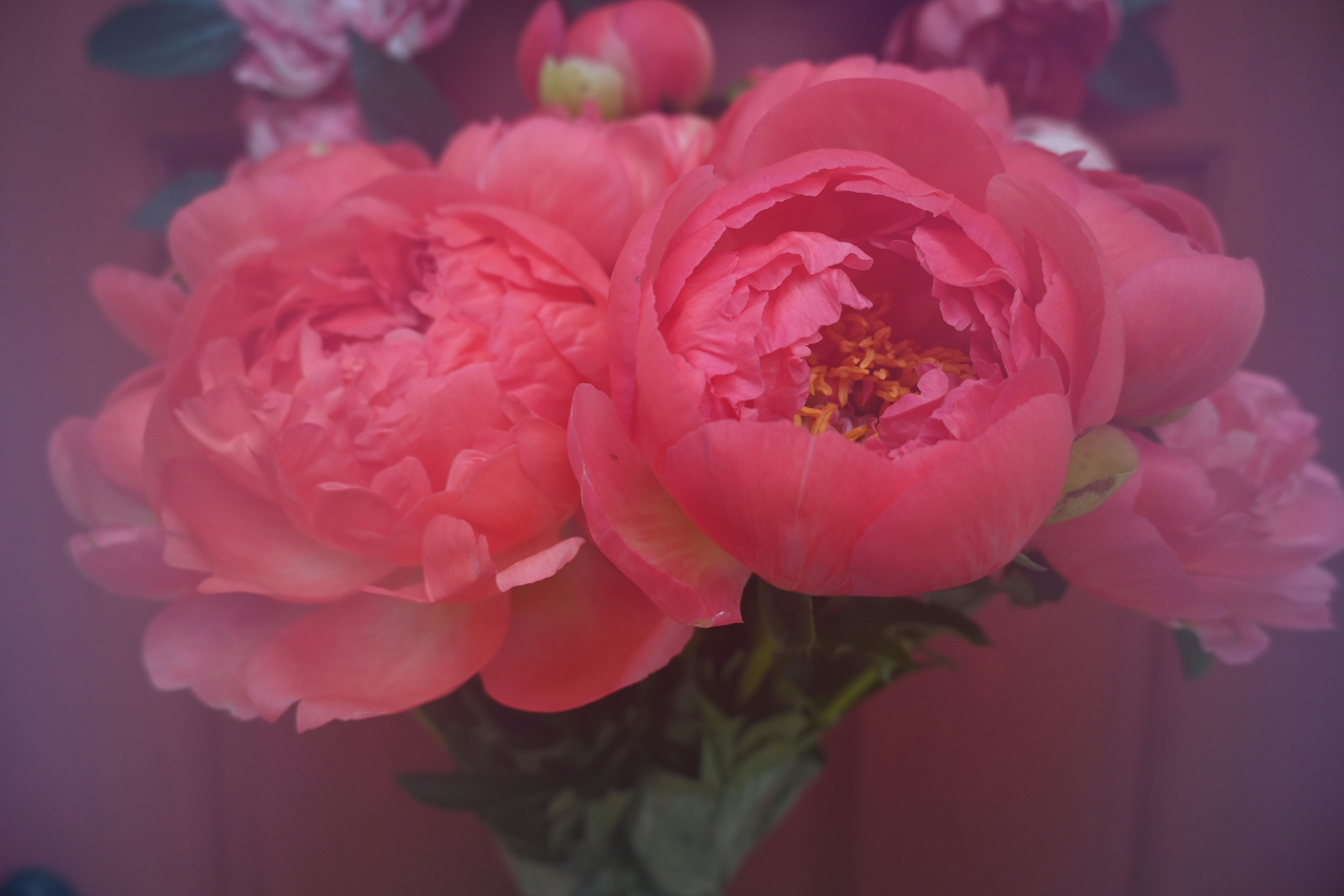 Petal Crown in Soft Sepia Haze