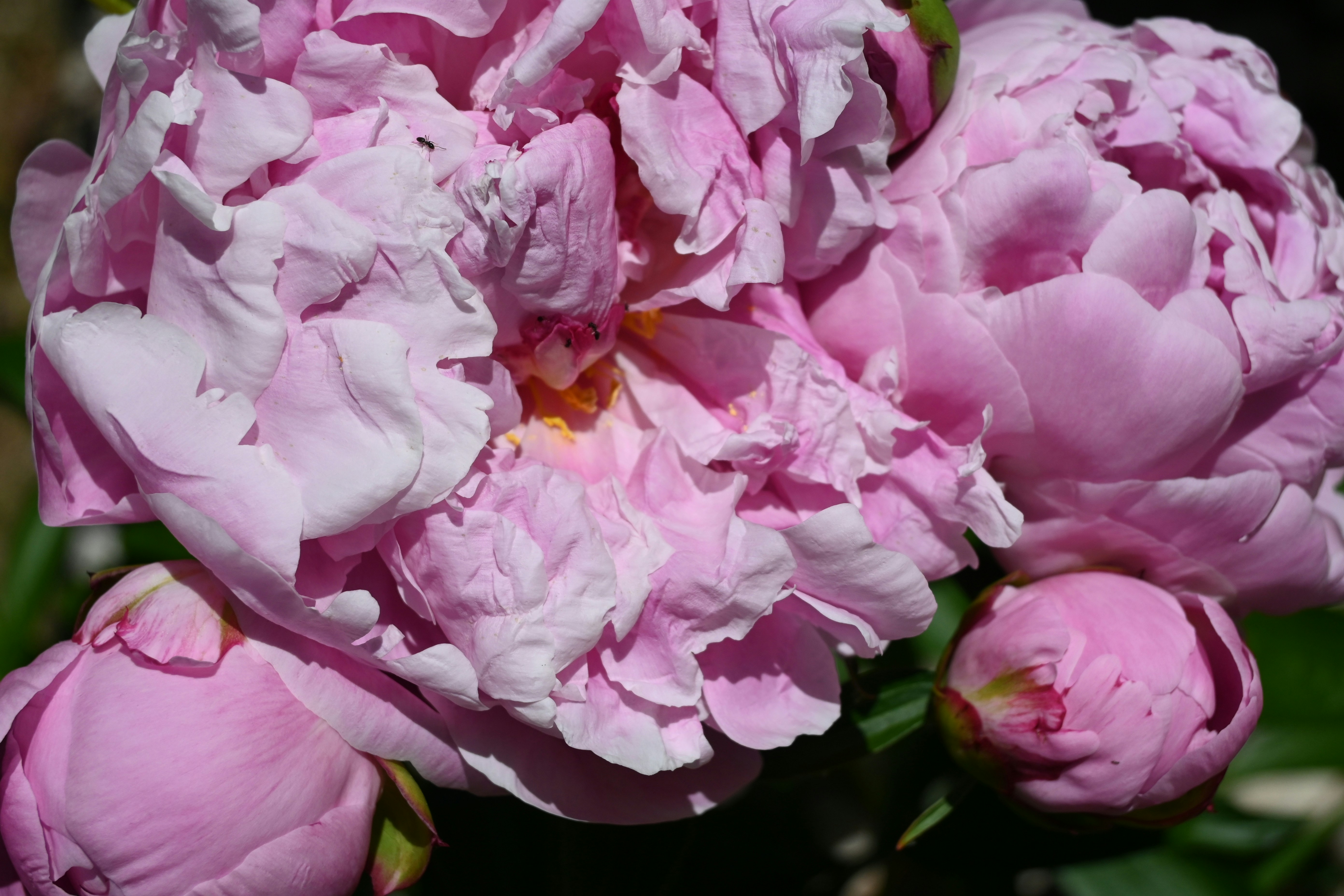 Soft-petaled Bloom Constellation