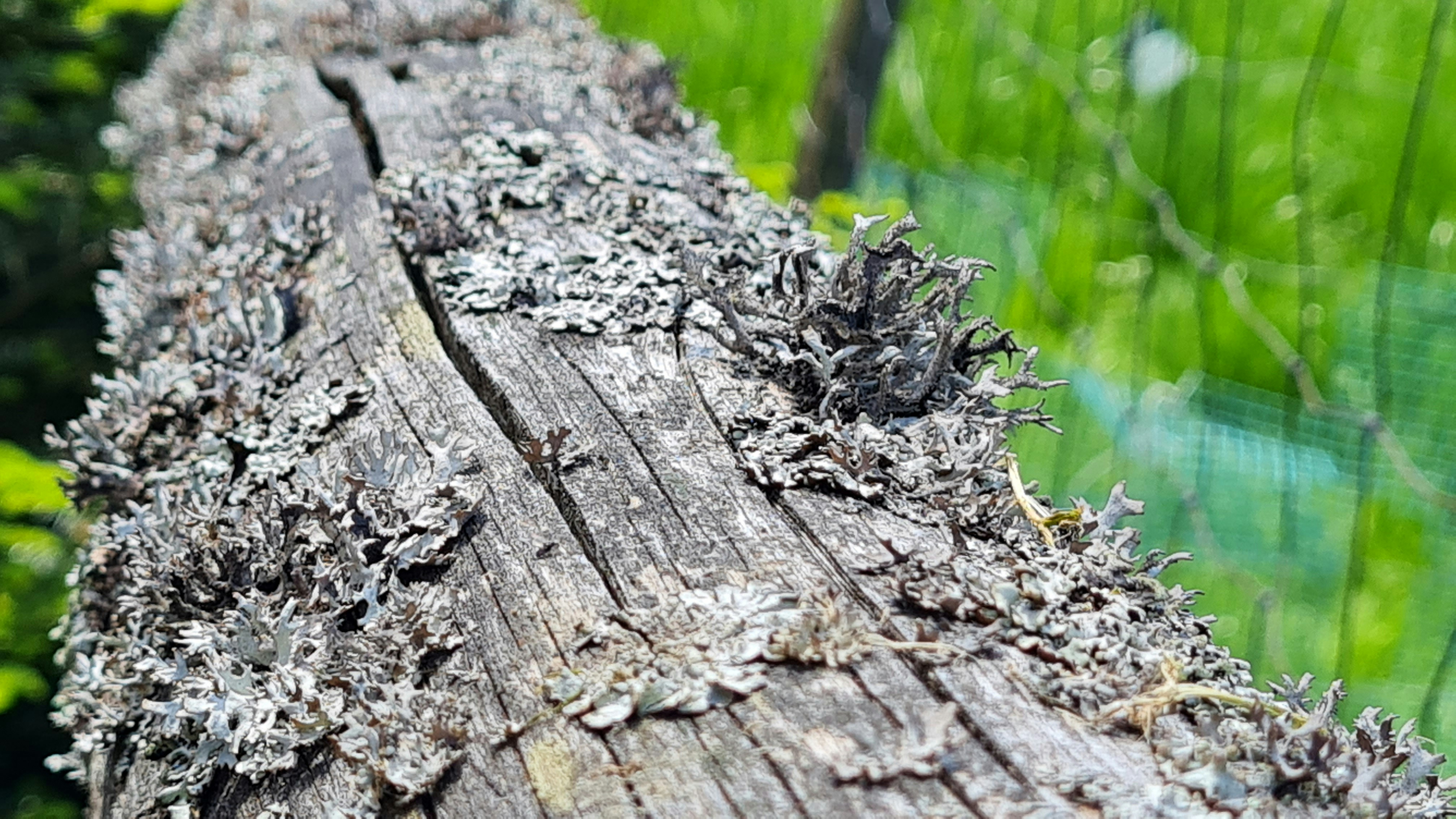 Weathered Log Crest: Moss and Lichen in Sharp Focus