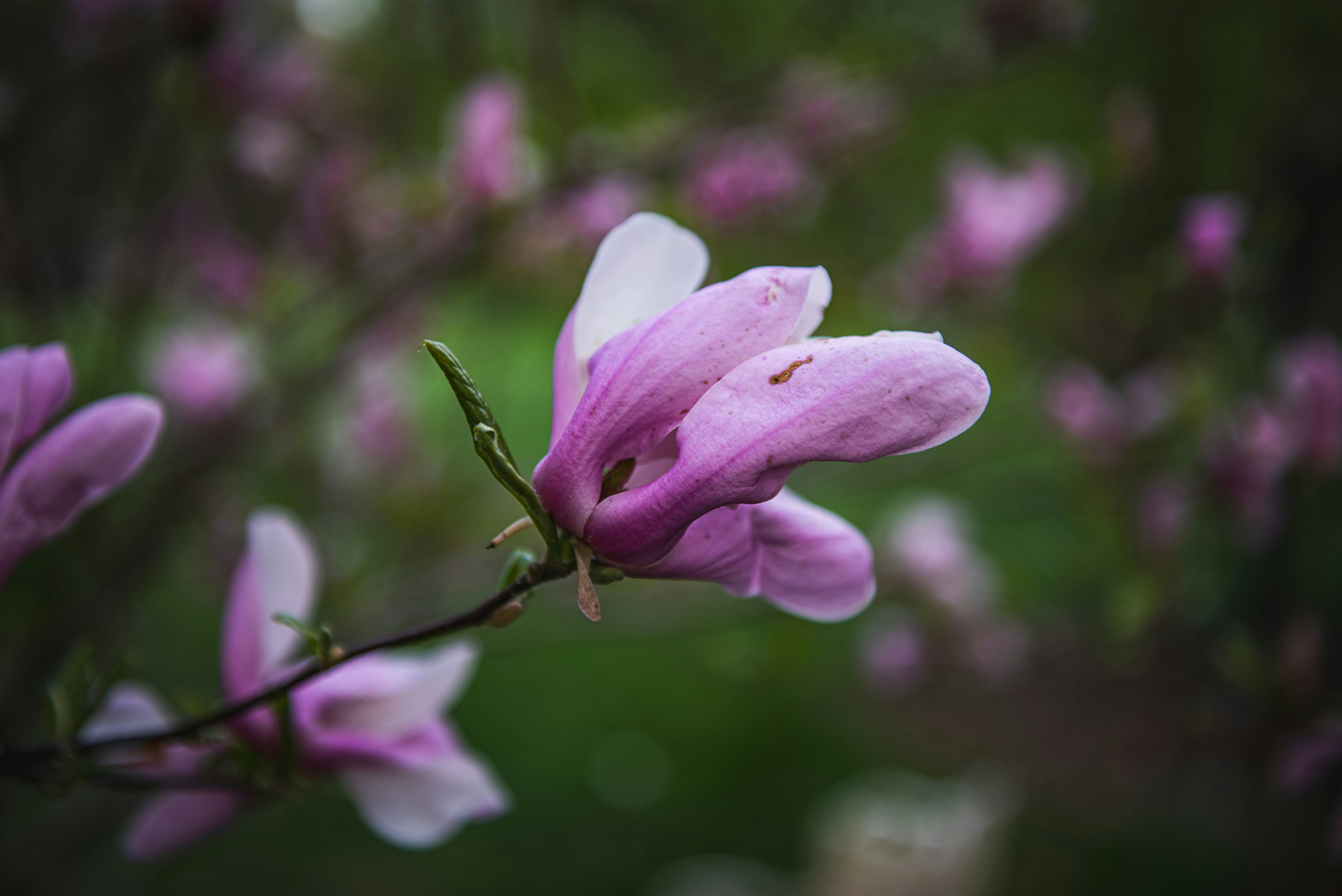 Petal Crown: A Magnolia Bokeh in Soft Focus