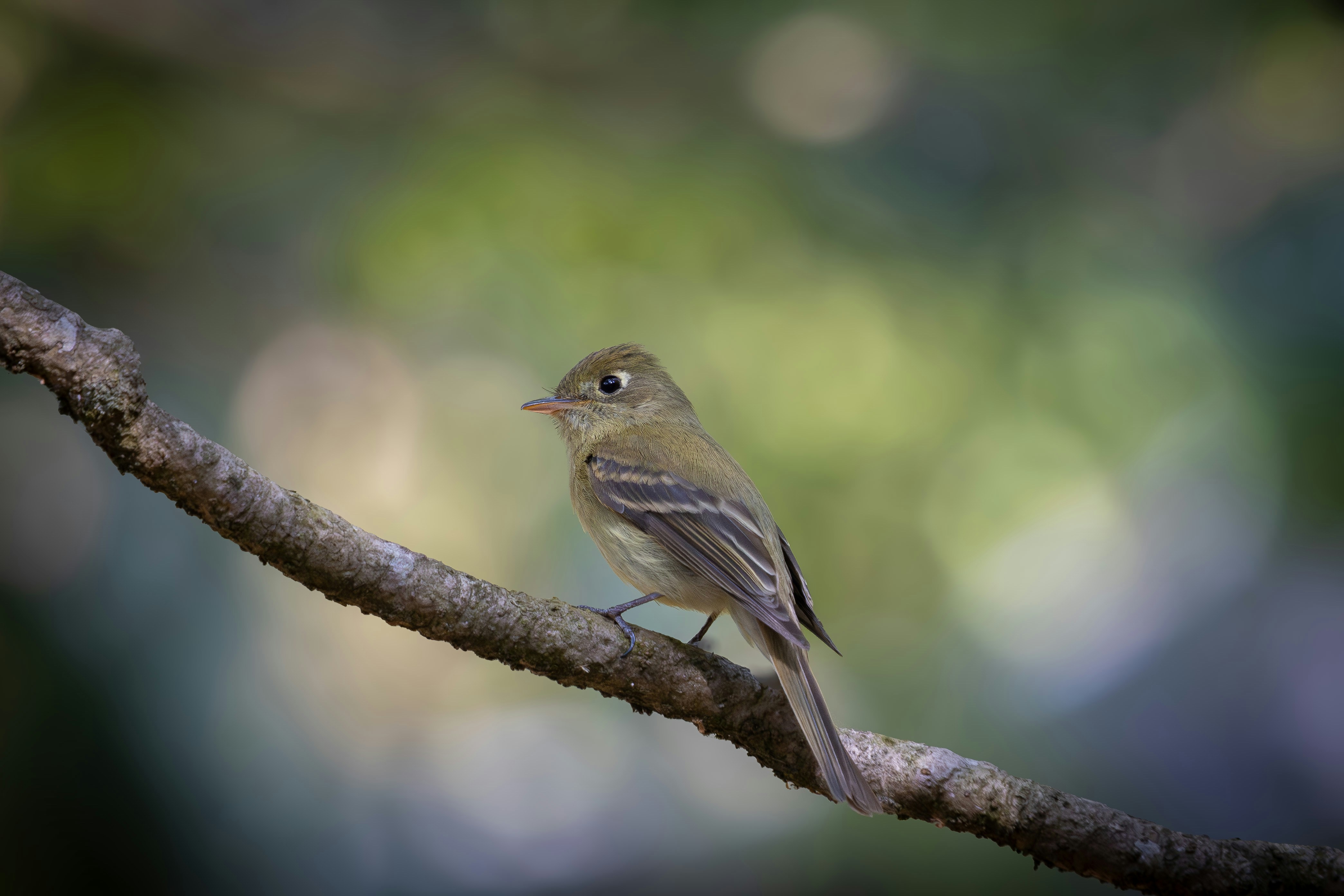 Perched Olive Warbler against a blurred green canopy