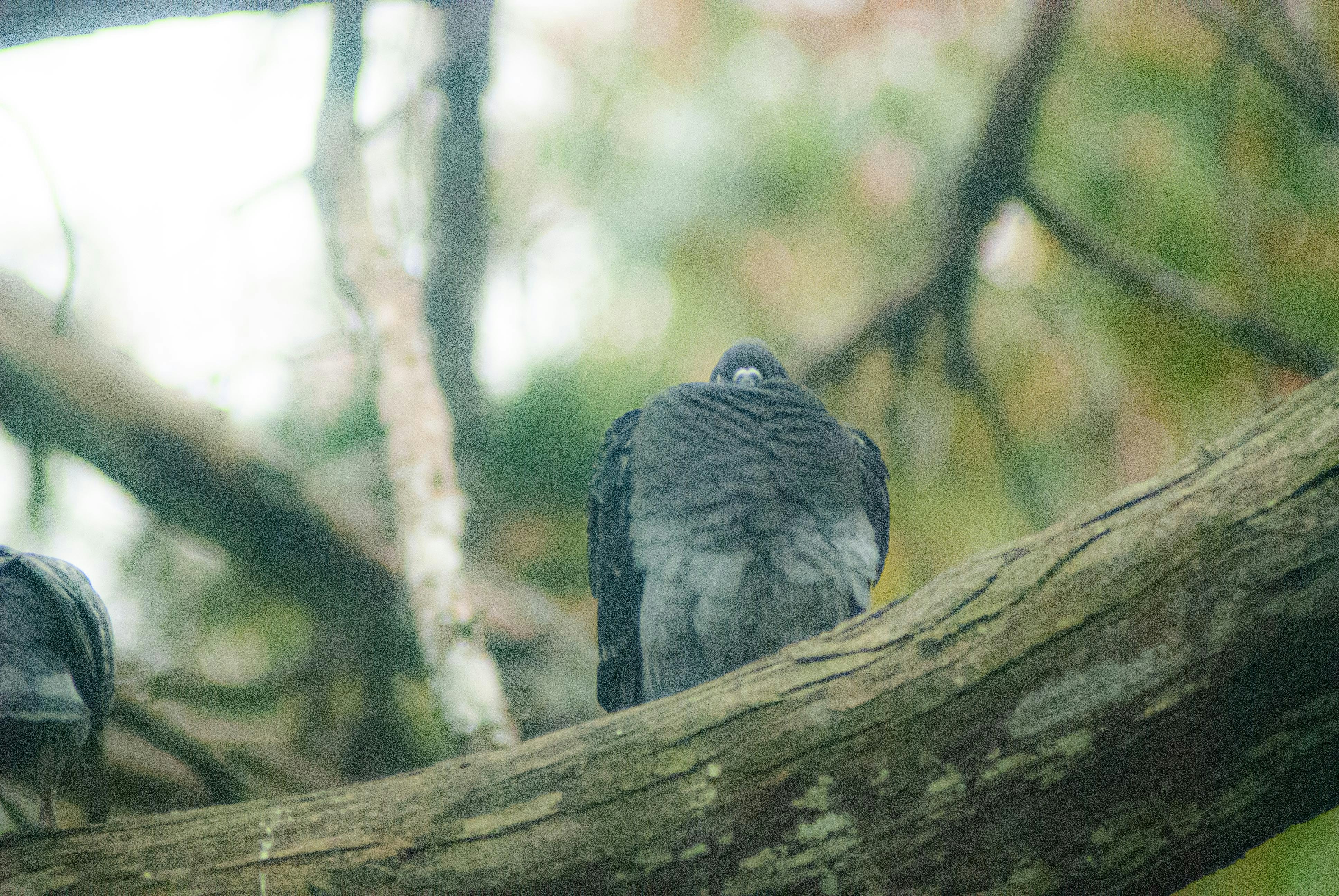 Perched in the Green Cathedral