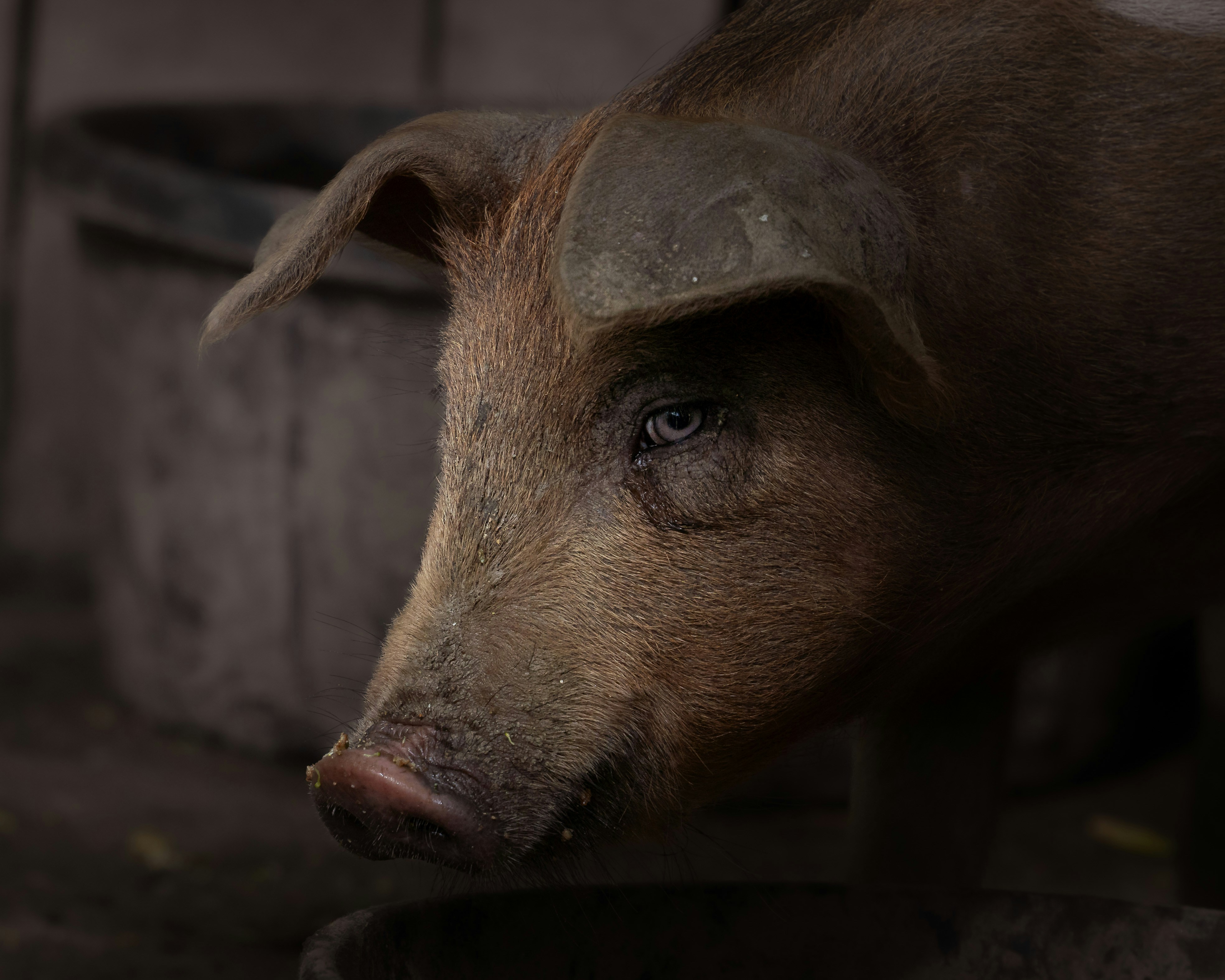 Close-Up of a Muddy Piglet: Gentle Gaze in Low Light