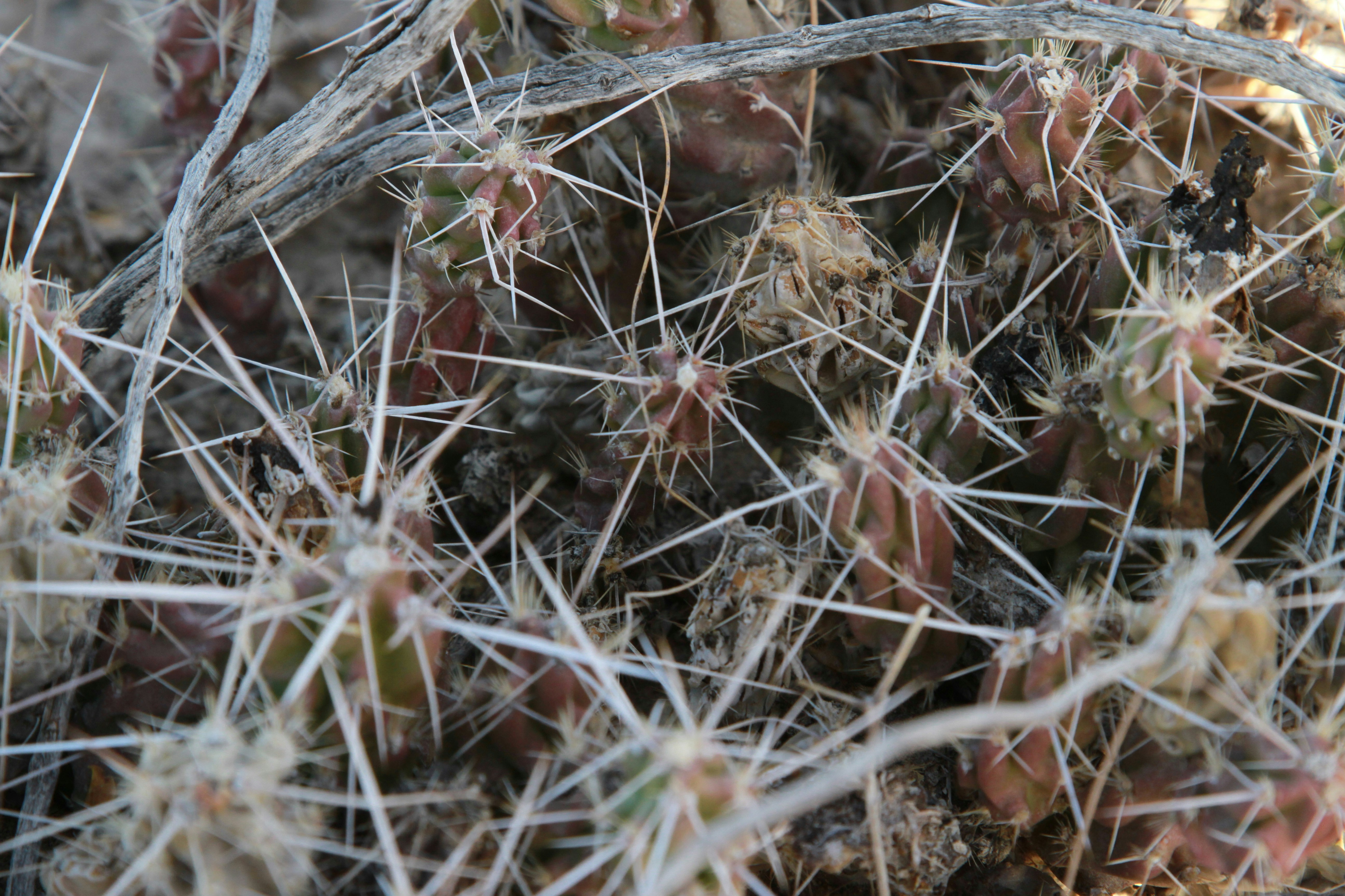 Desert Spine: a tangle of spines and buds in sun-warmed cactus