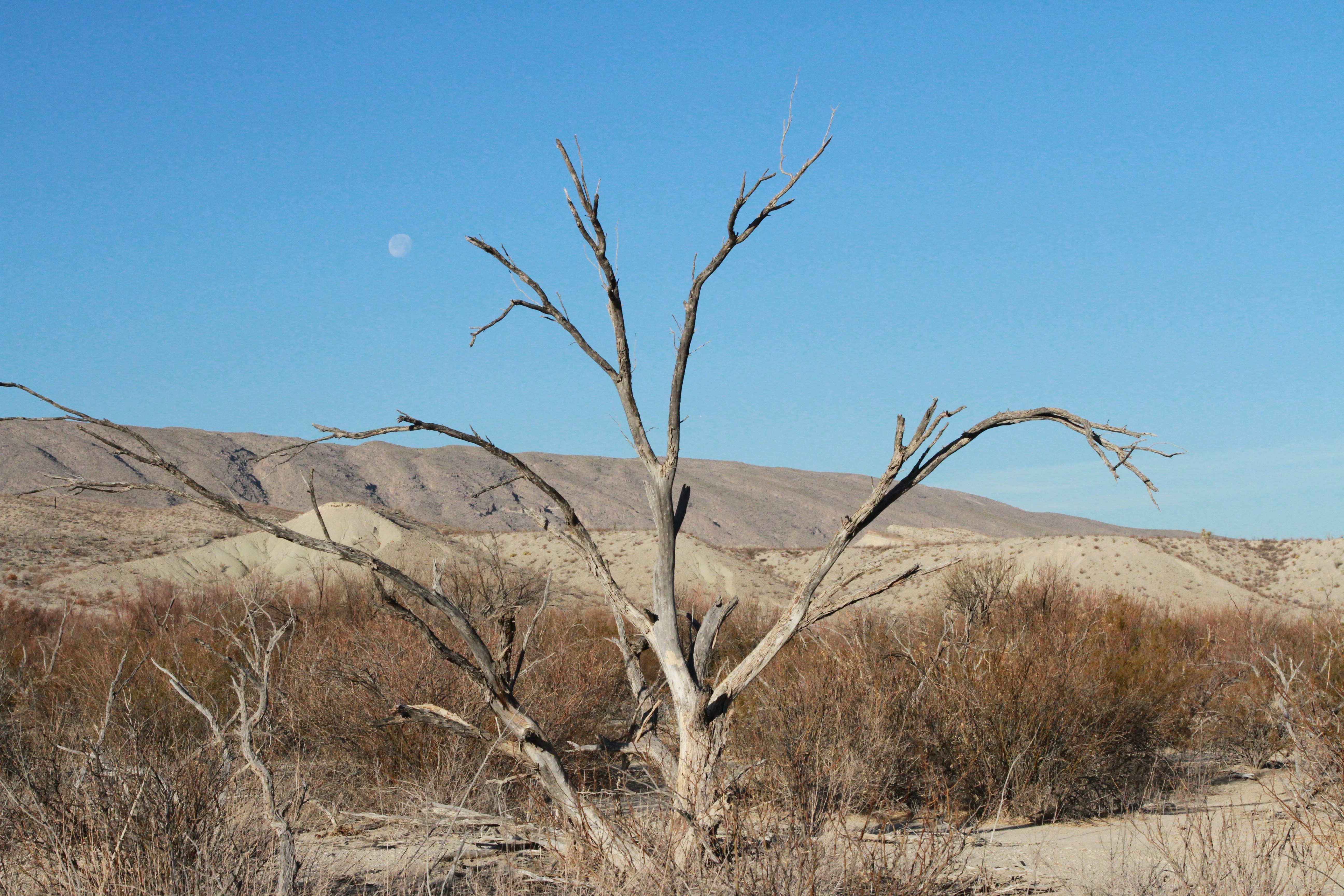 Desert Sentinel: A Weathered Tree Reaches Toward a Clear Sky