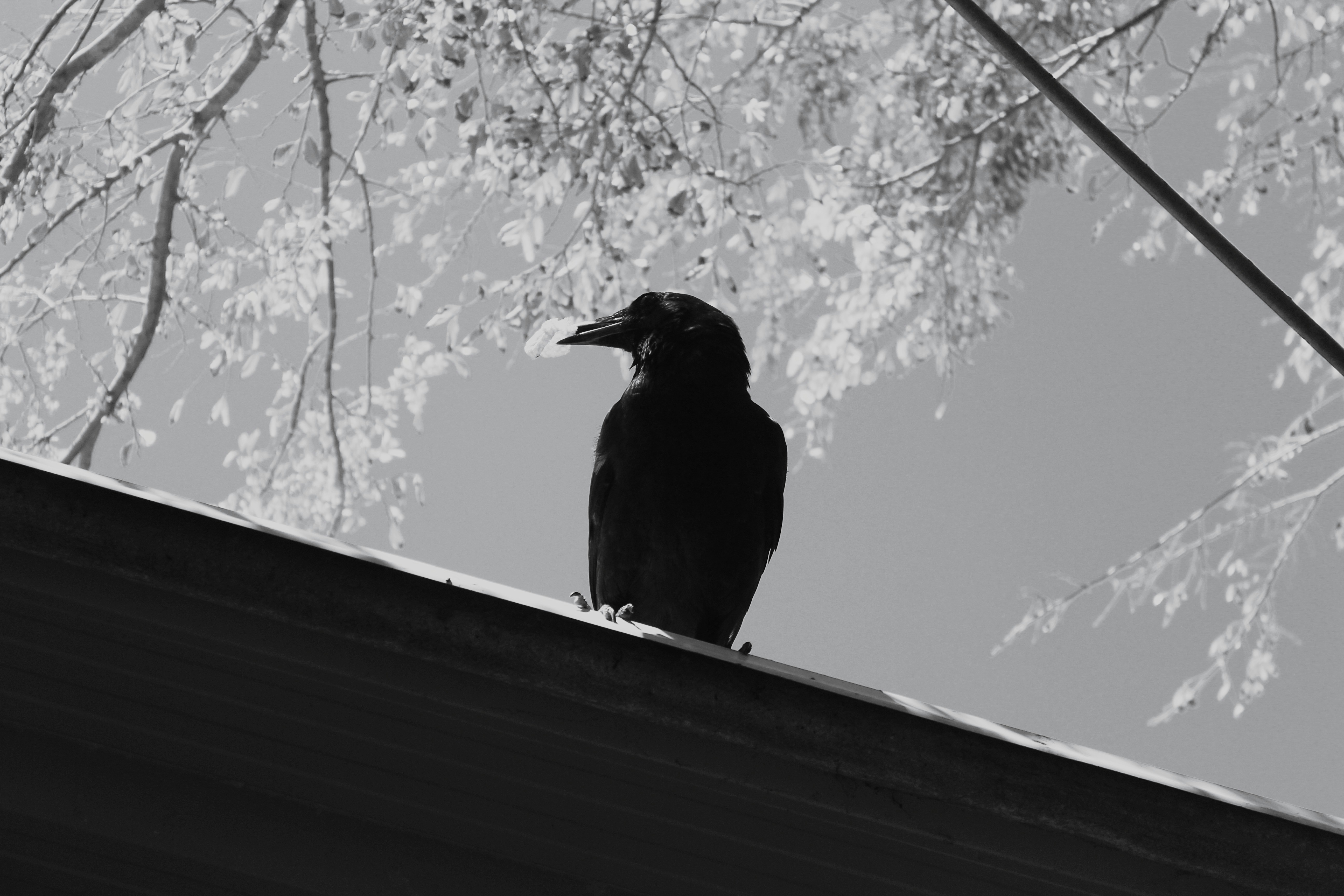 Raven on the Ridge: Silhouette beneath a Tangle of Branches