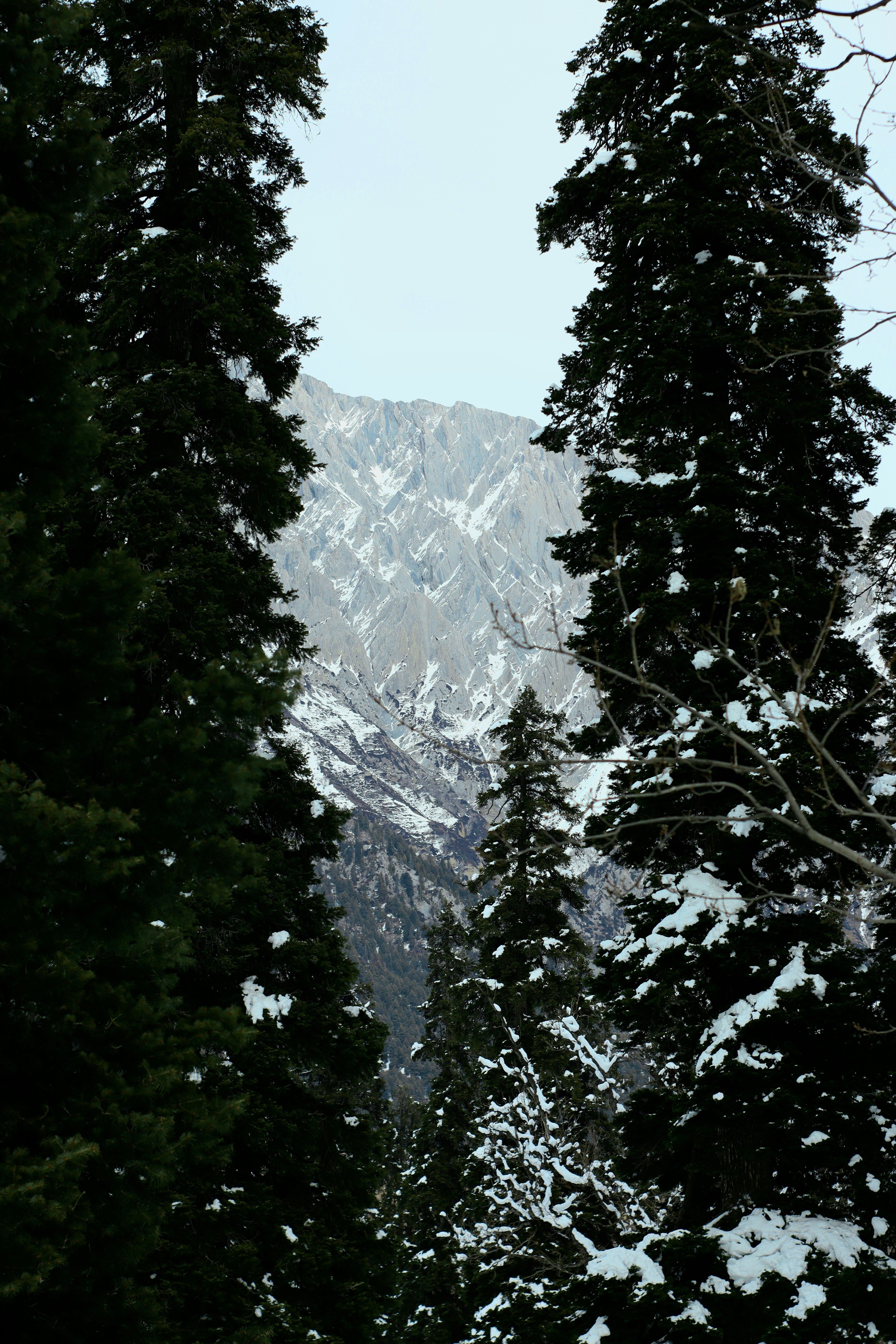 Snow-veiled Peaks Framed by Pine Sentinels