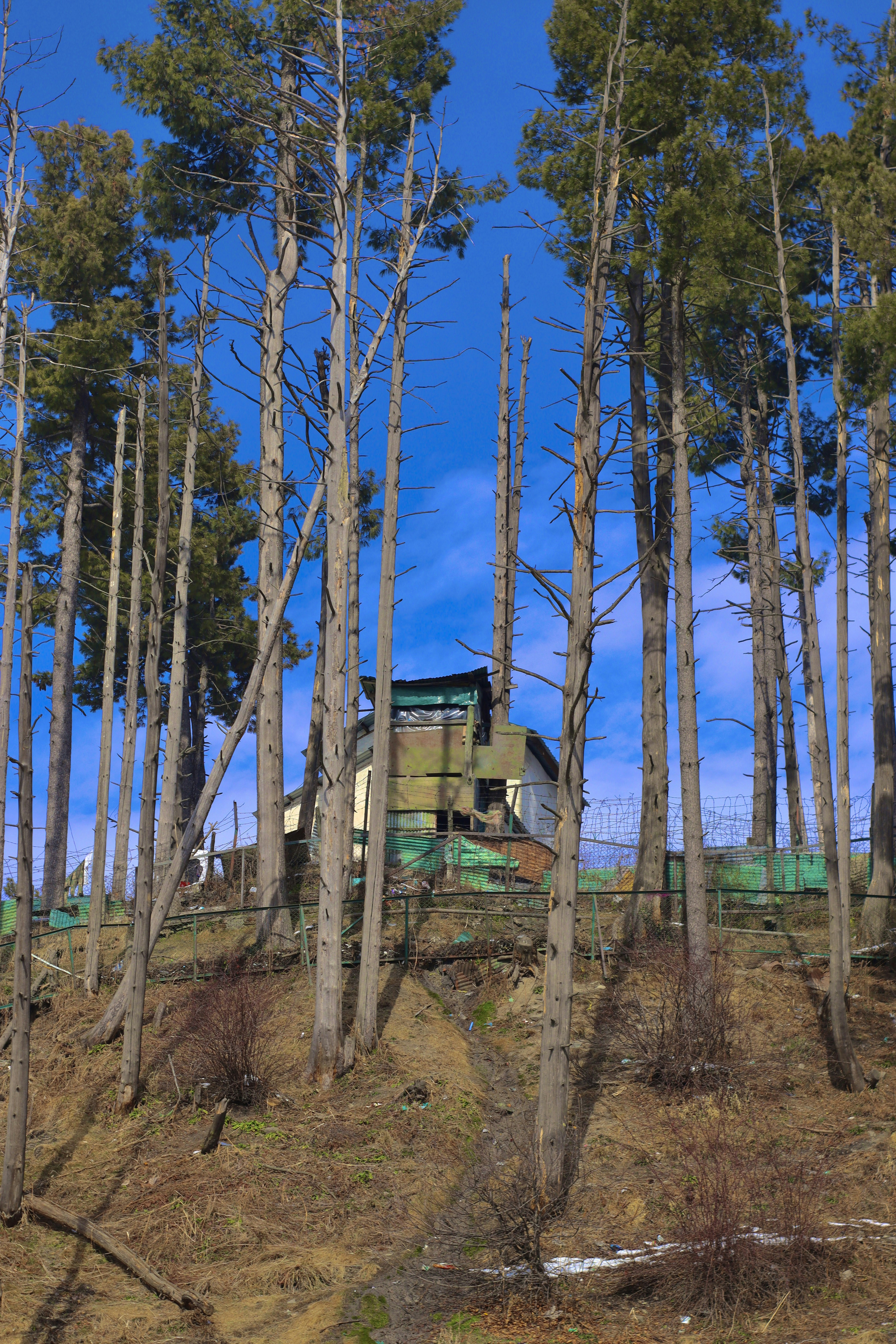 Vertical Pines Framing a Weathered Lookout