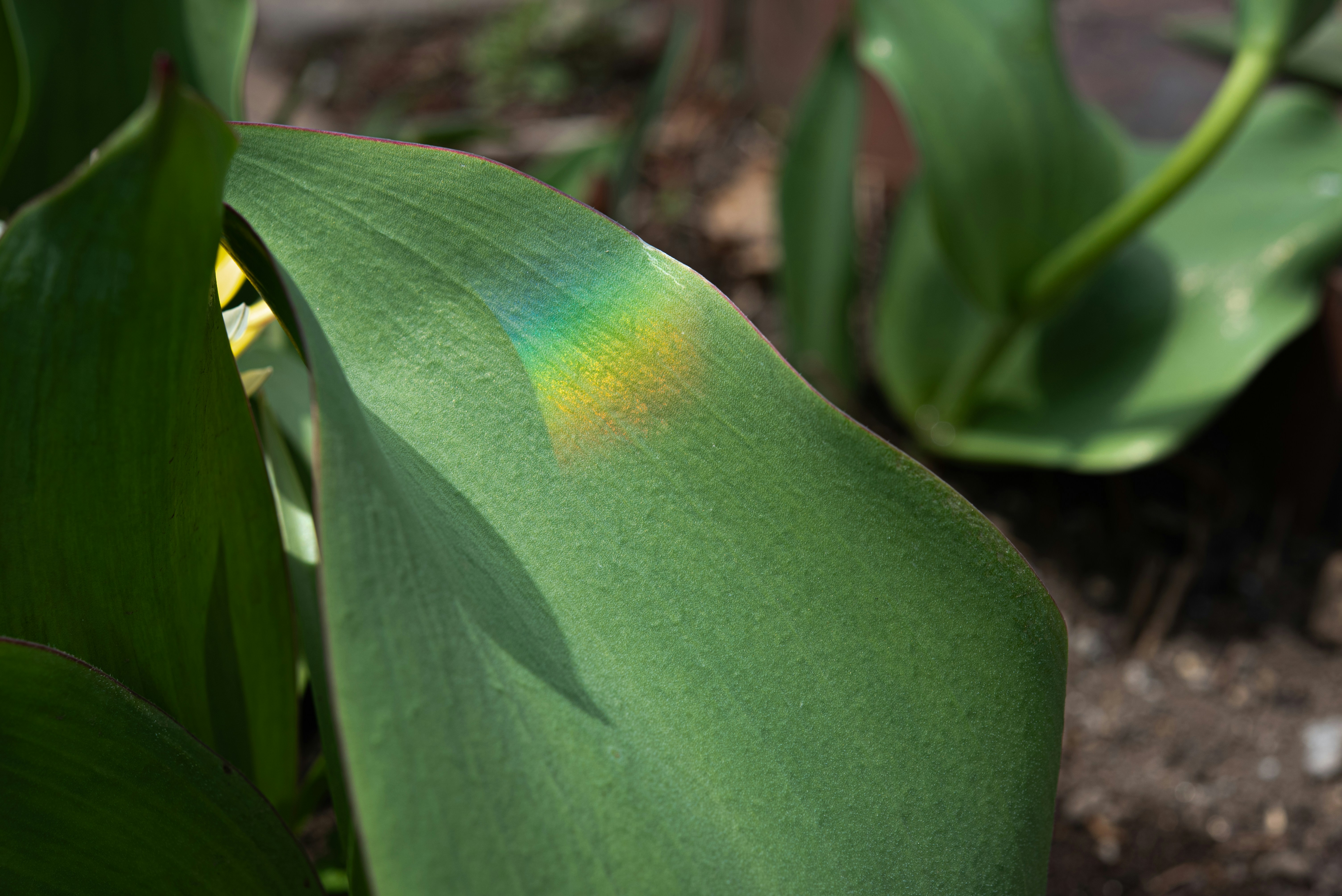 Sunlit Chlorophyll Edge: A Leaf with a Subtle Rainbow Mark
