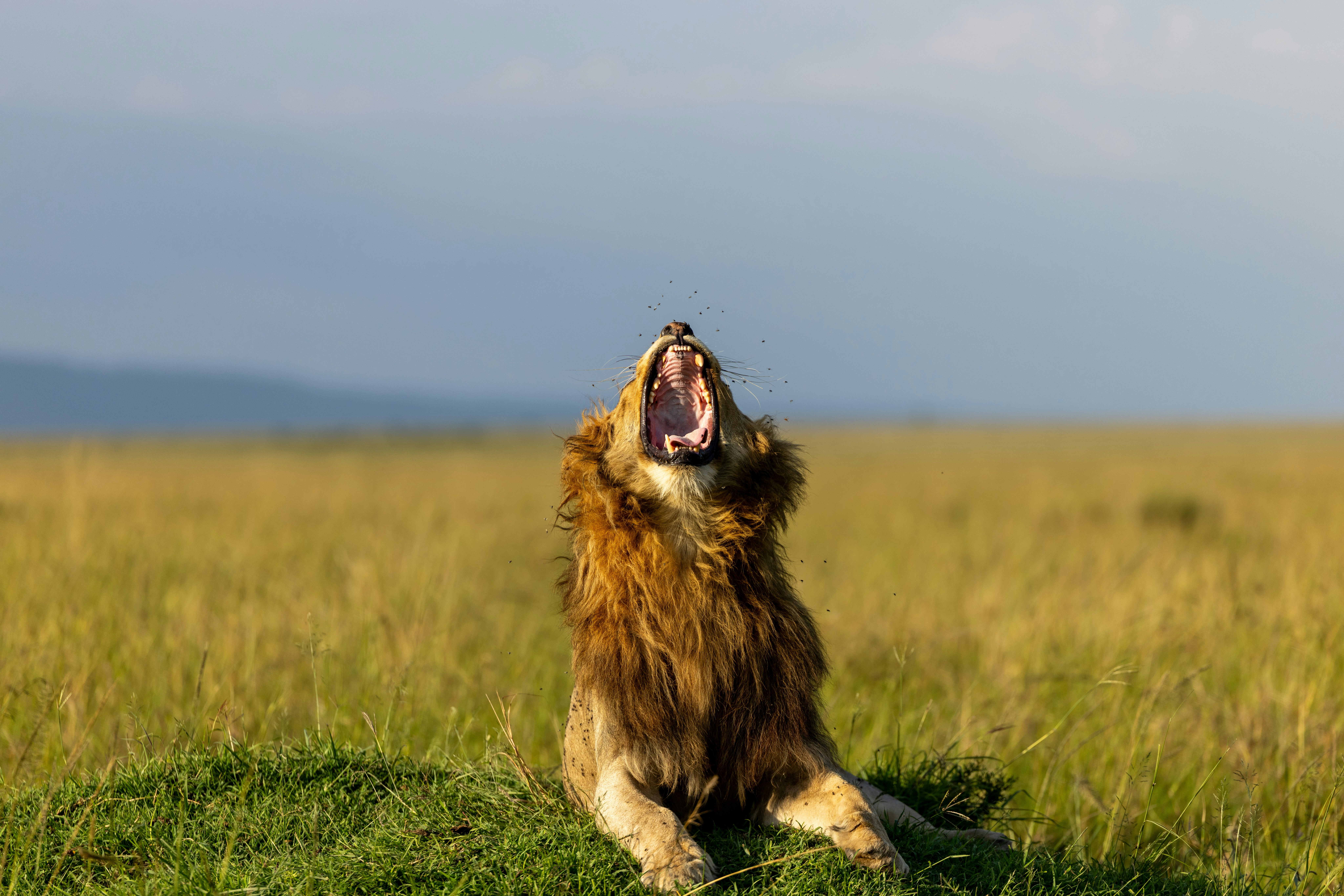 Lion's Roar Across the Grassland
