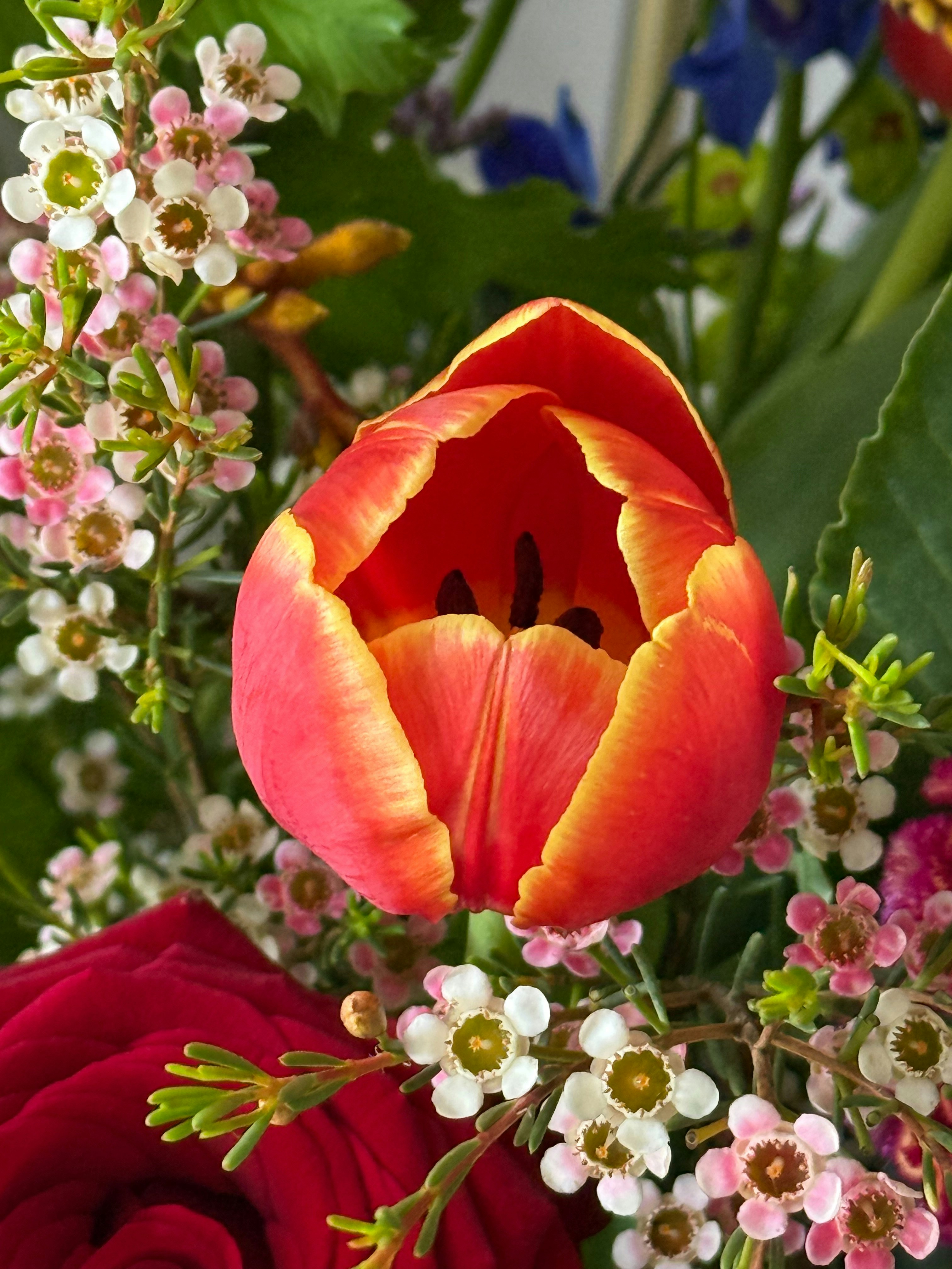 Orange Tulip Bloom Surrounded by Delicate White and Pink Ferns