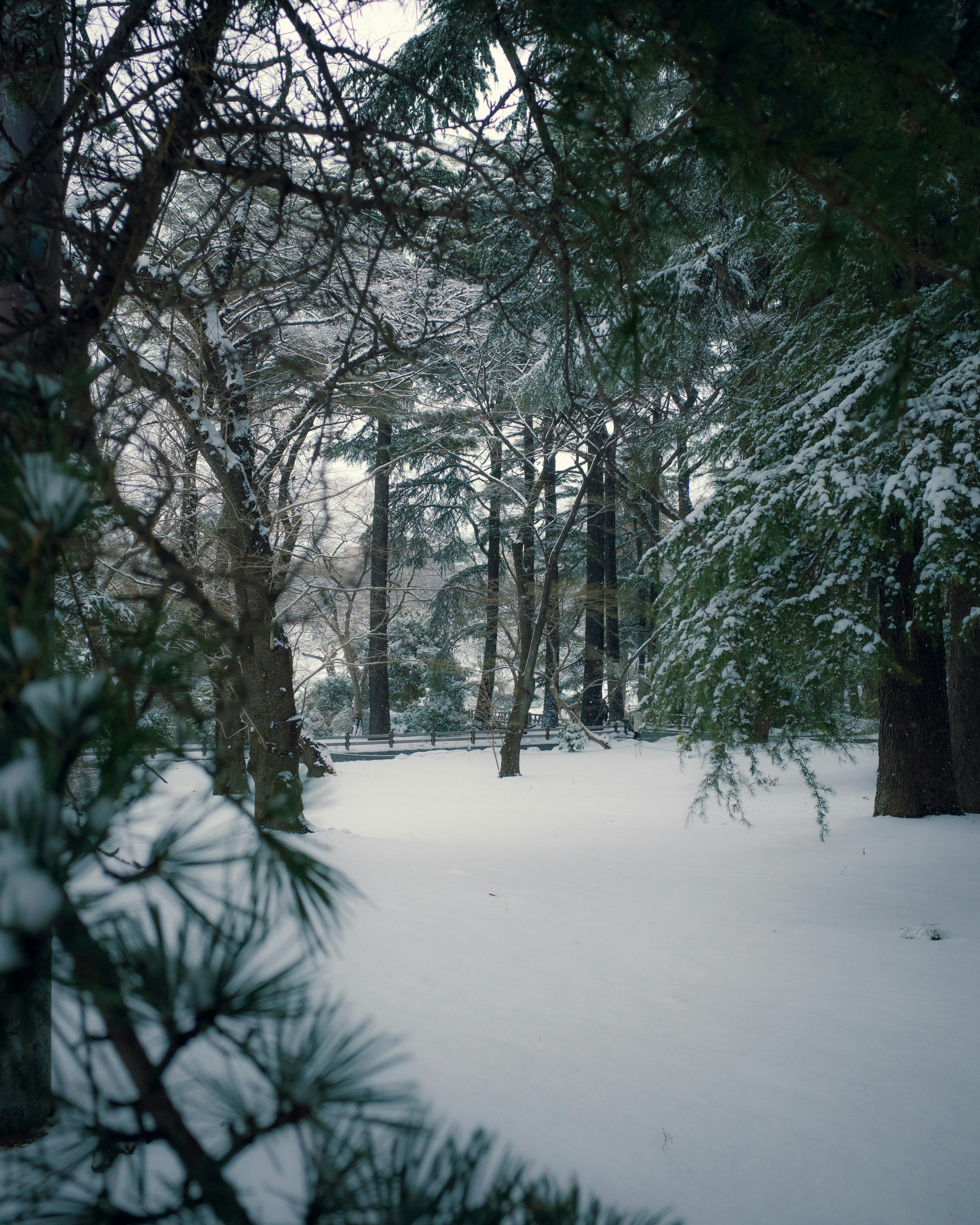Snowbound Corridor: Light Filtering Through Winter Pines Along a Quiet Path