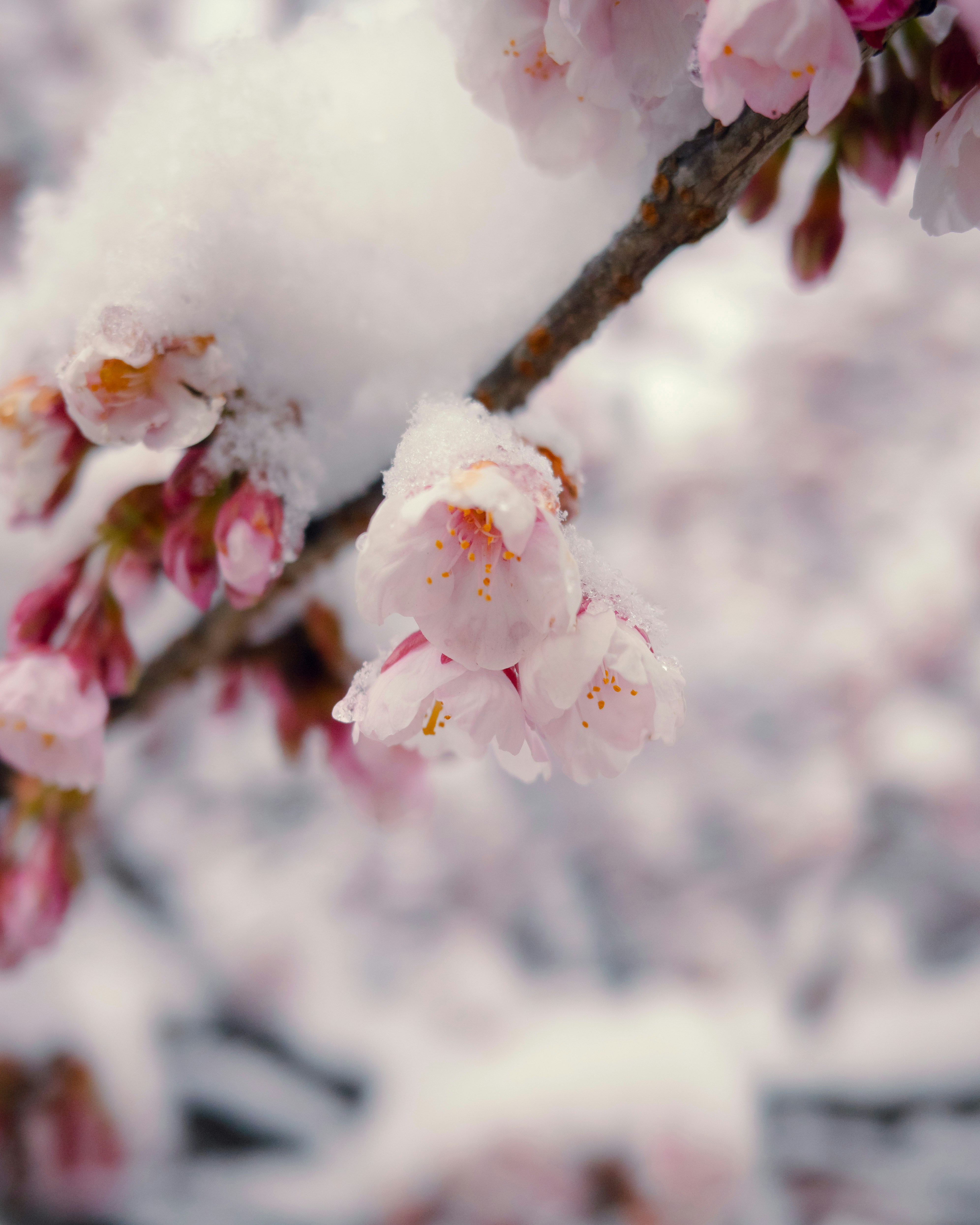Snow-kissed Sakura Cluster: Fragile Pink Petals Bedecked by Winter Light