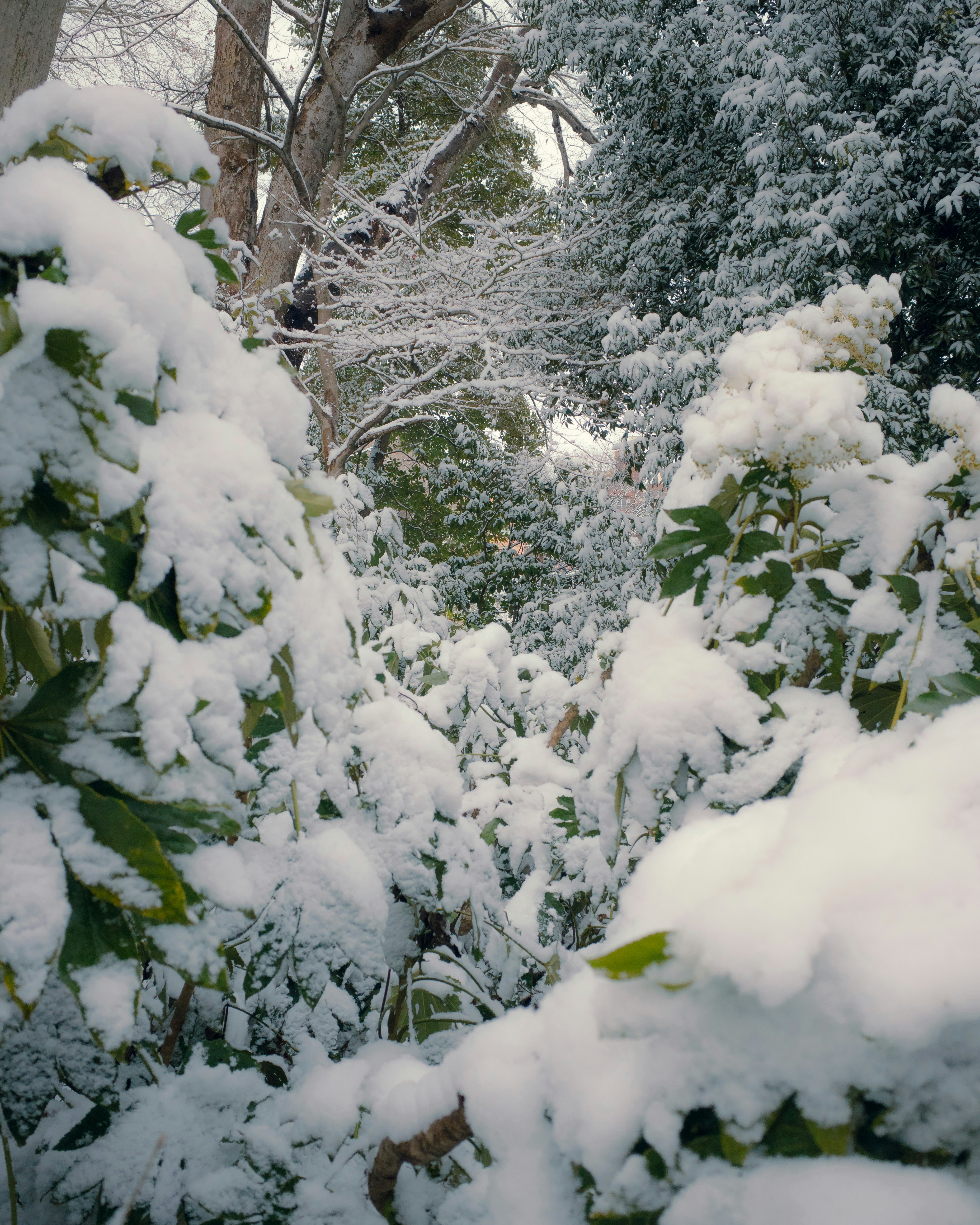 Snowbound Corridor: Ferns and Branches Blanketed in Quiet White