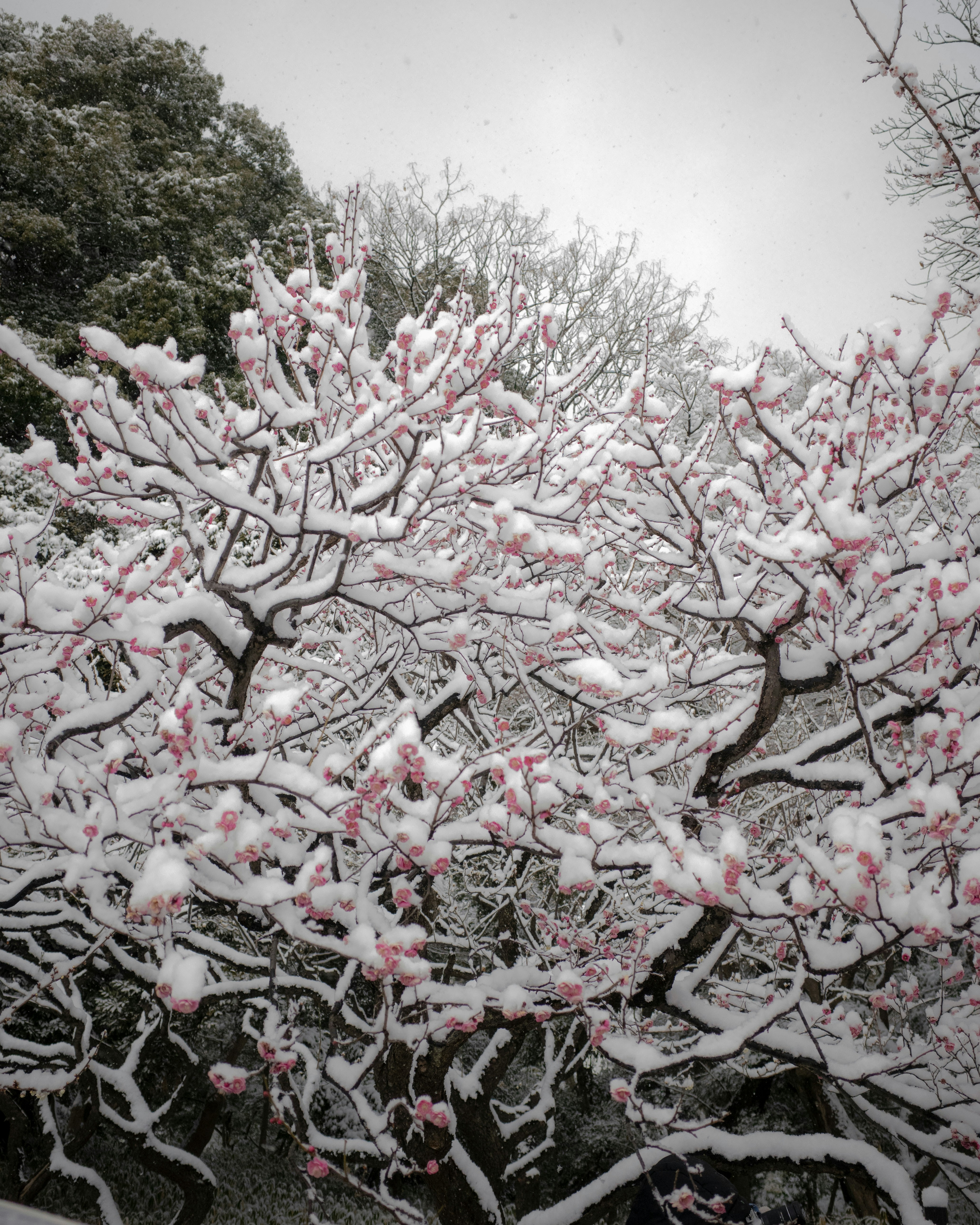 Snow-Laden Peach Blossom Limbs Framing a Quiet Winter Scene