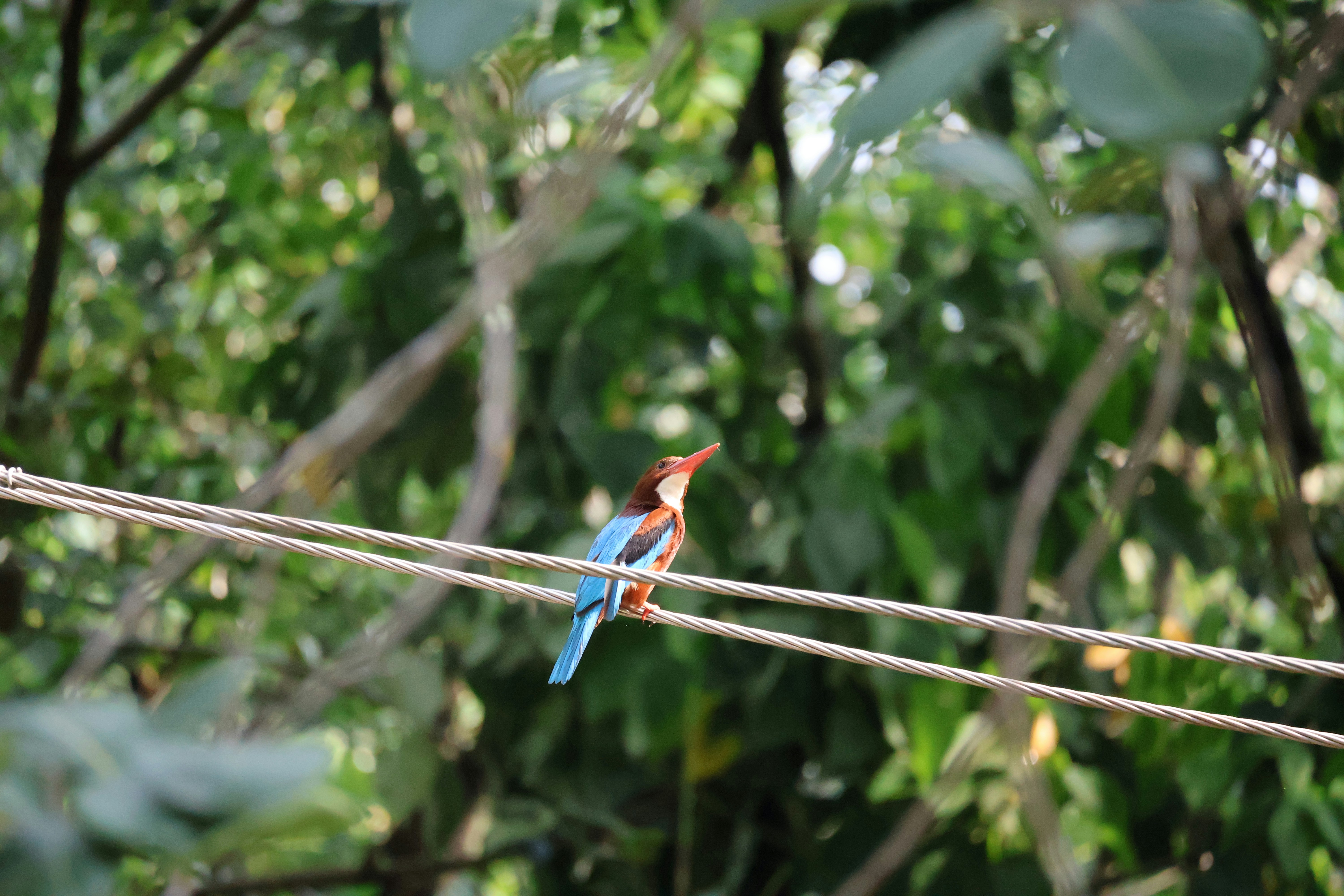 Azure Kingfisher on a Wire Against a Lush Green Backdrop