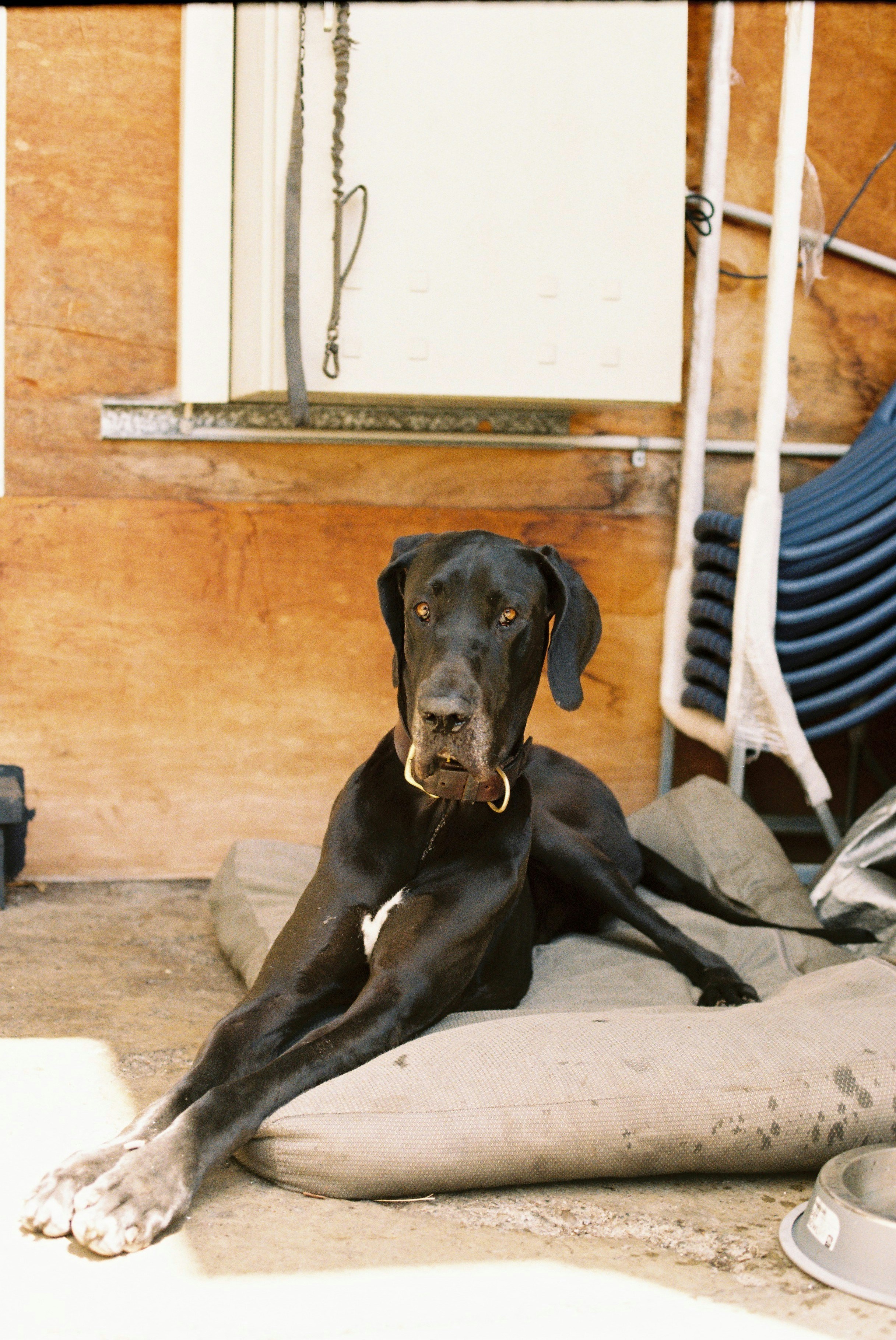 Lounge by the Workbench: A Black Labrador Reposes in Warm Studio Light