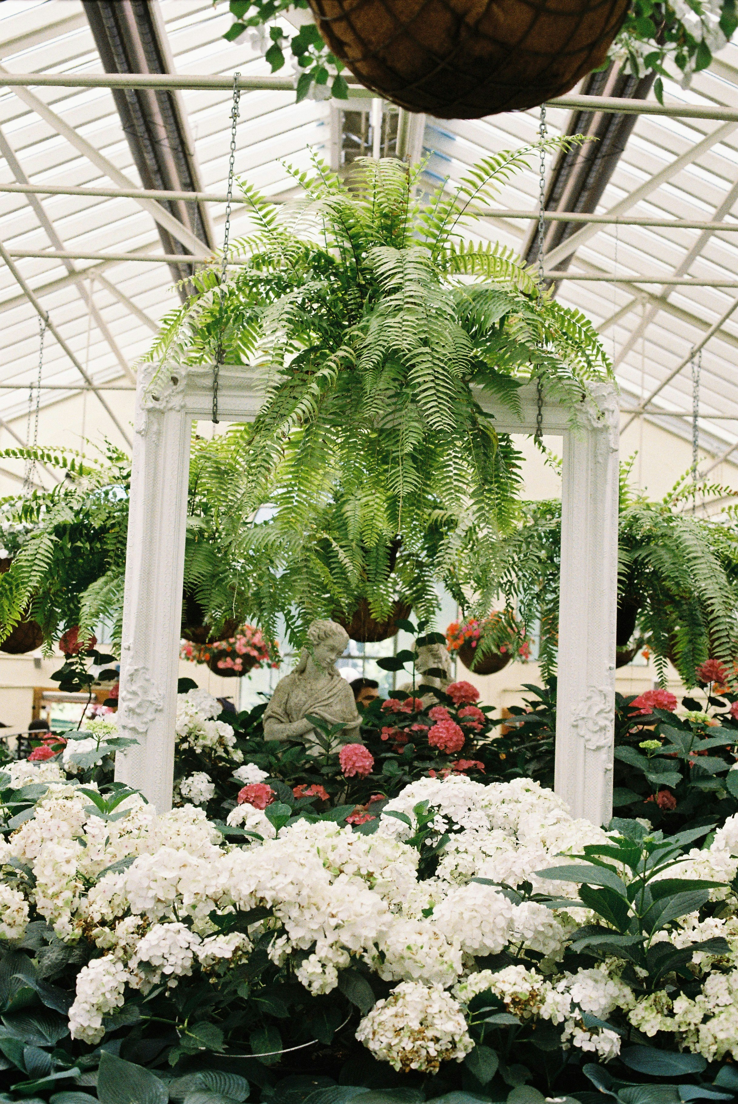 Trailing Ferns Over a Serene Garden Frame