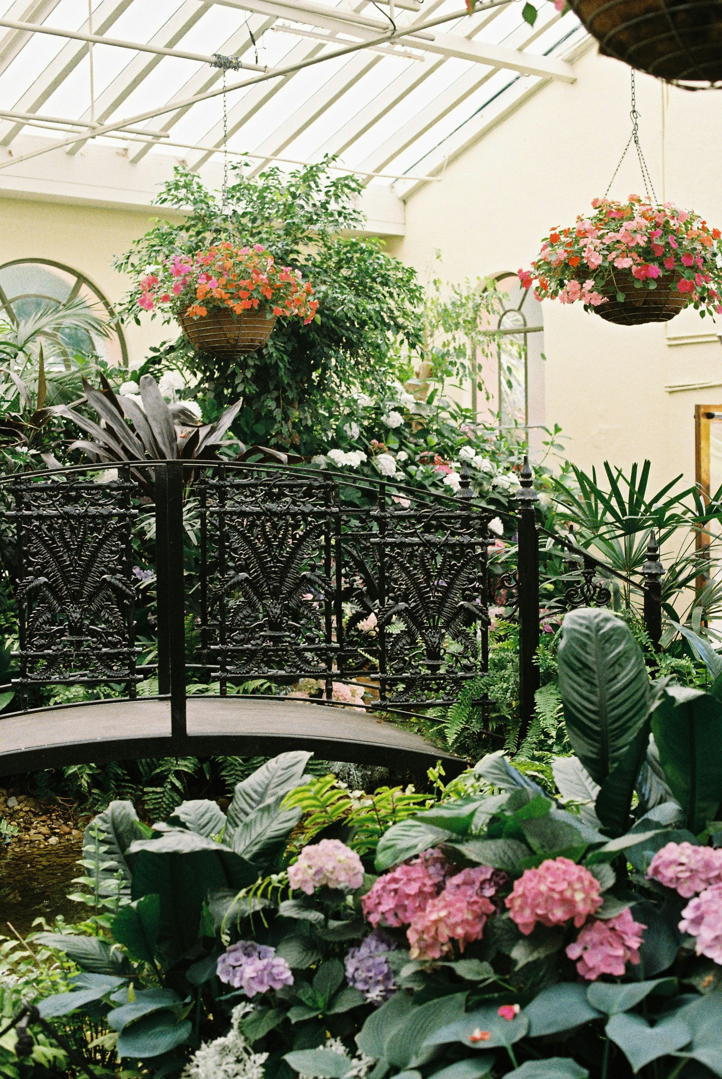 Sunlit Conservatory: Hanging Baskets and Ornate Ironwork Over a Lush Pedestrian Veranda