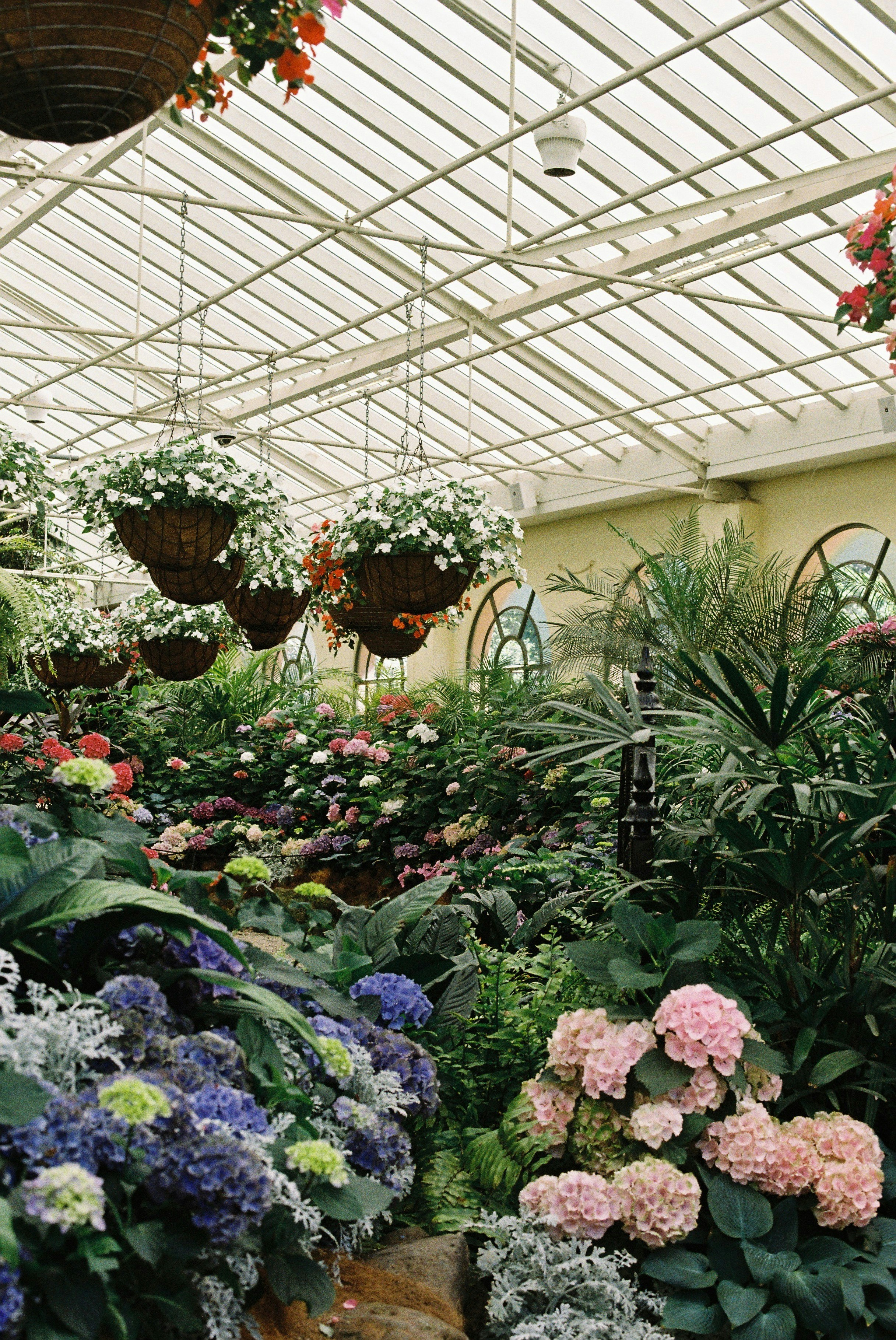 Lush greenhouse filled with colorful hydrangeas and hanging baskets