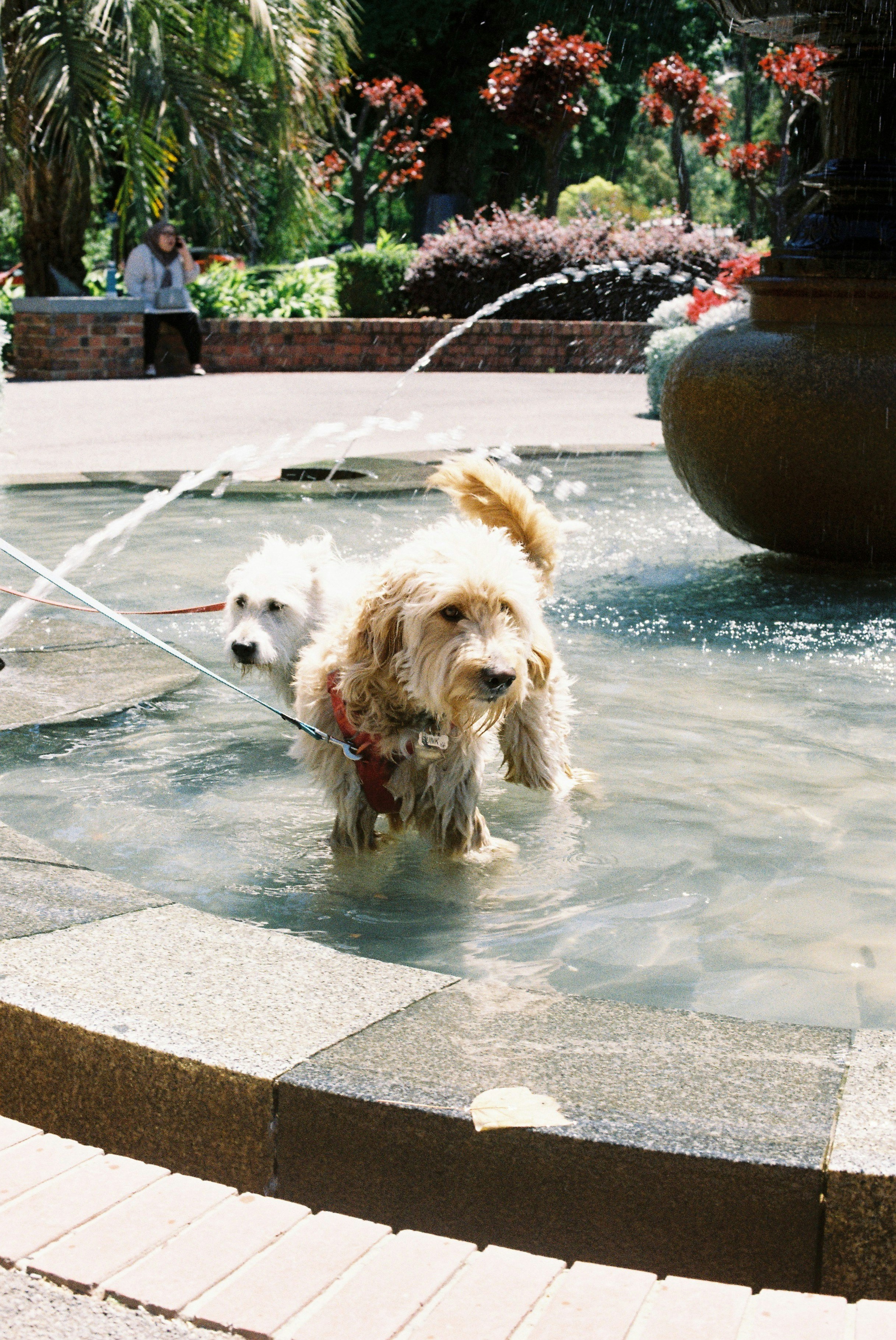 Two-lead Wanderers: A Golden Retriever and Friend in a Fountained Haven