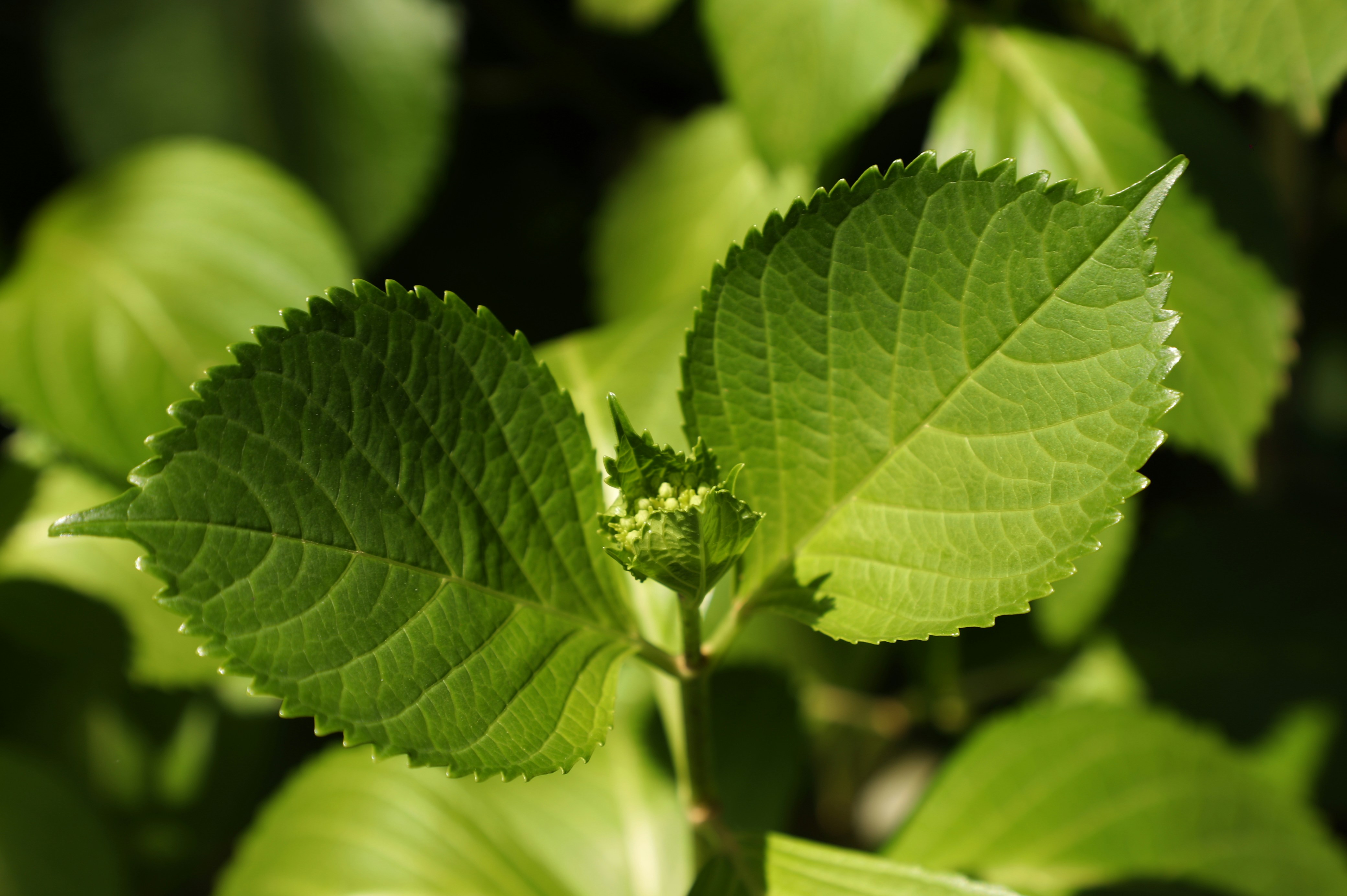 Emerald Venation: A Leaf's Central Vein in Sunlit Detail