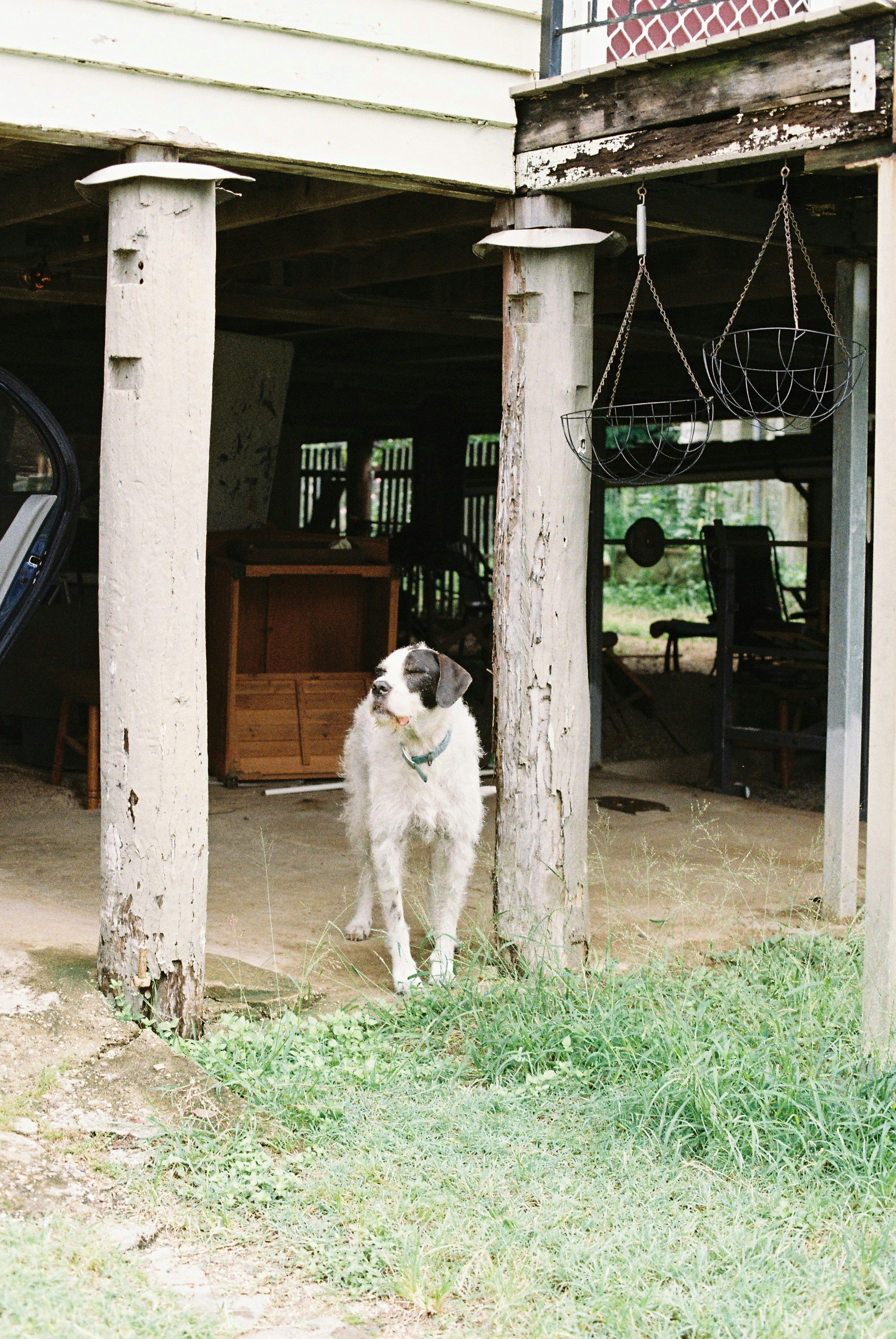 A medium-sized dog stands on a grassy area.
