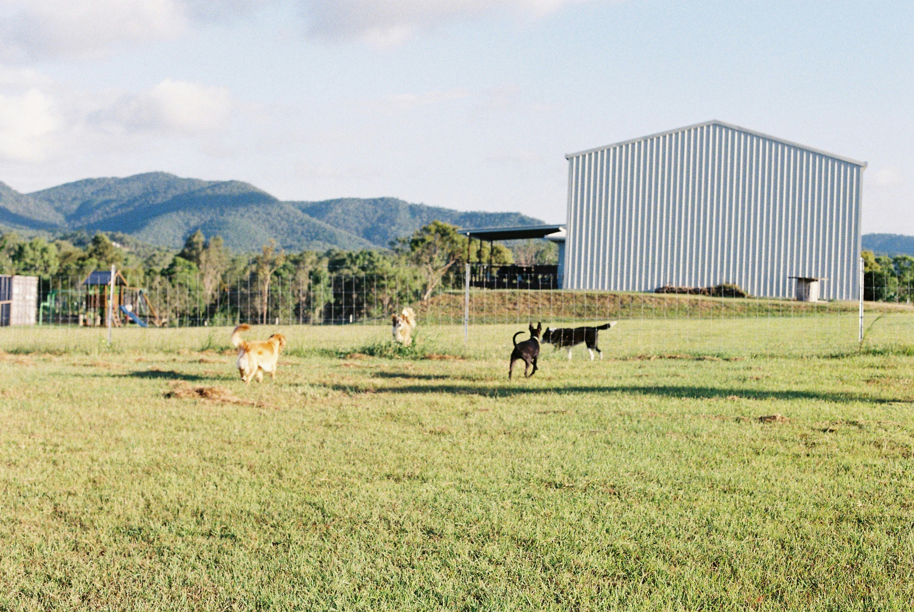 Group of dogs at a rural farmyard with a distant metal shed and hills
