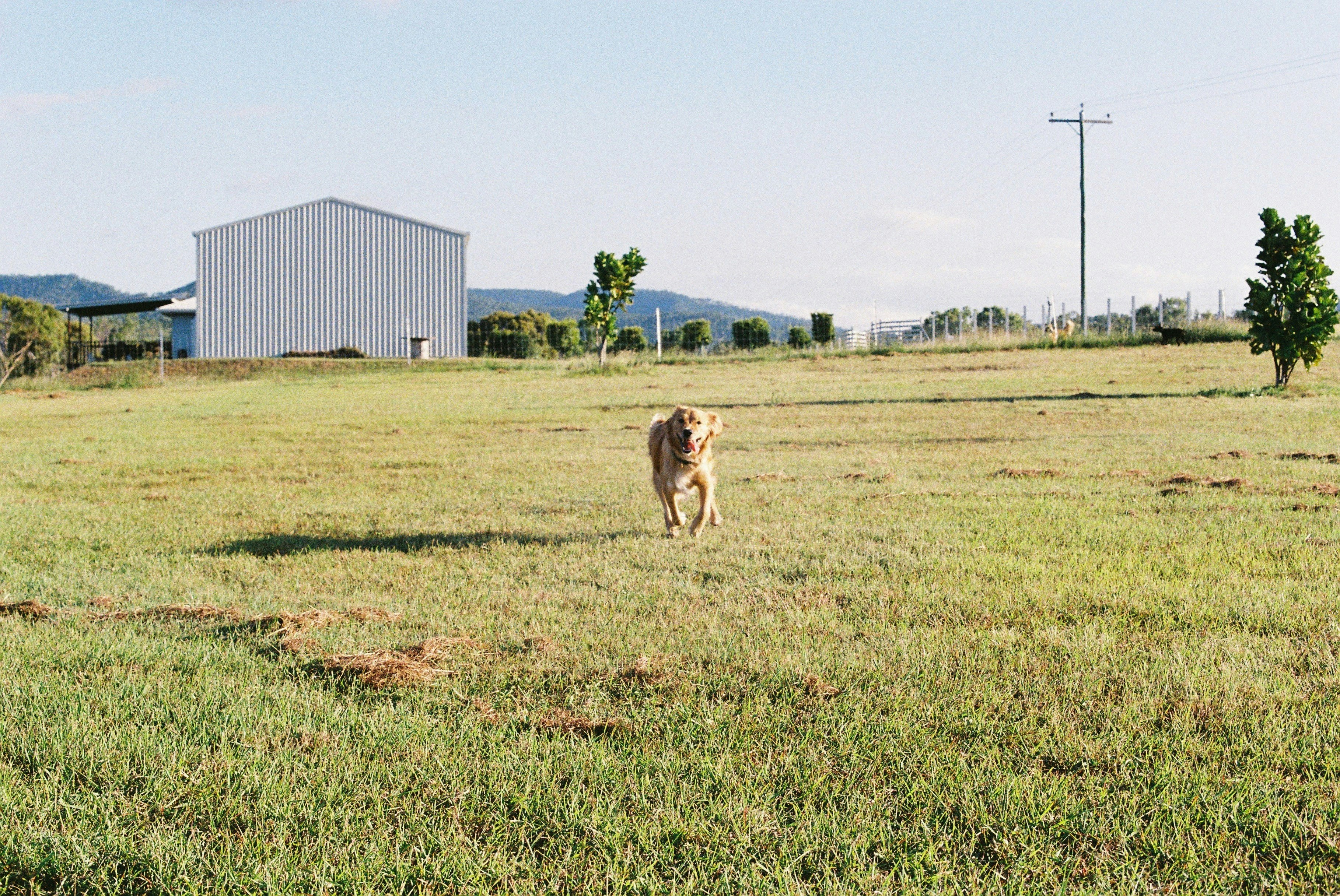 Golden Retriever in an Open Farm Field at Midday