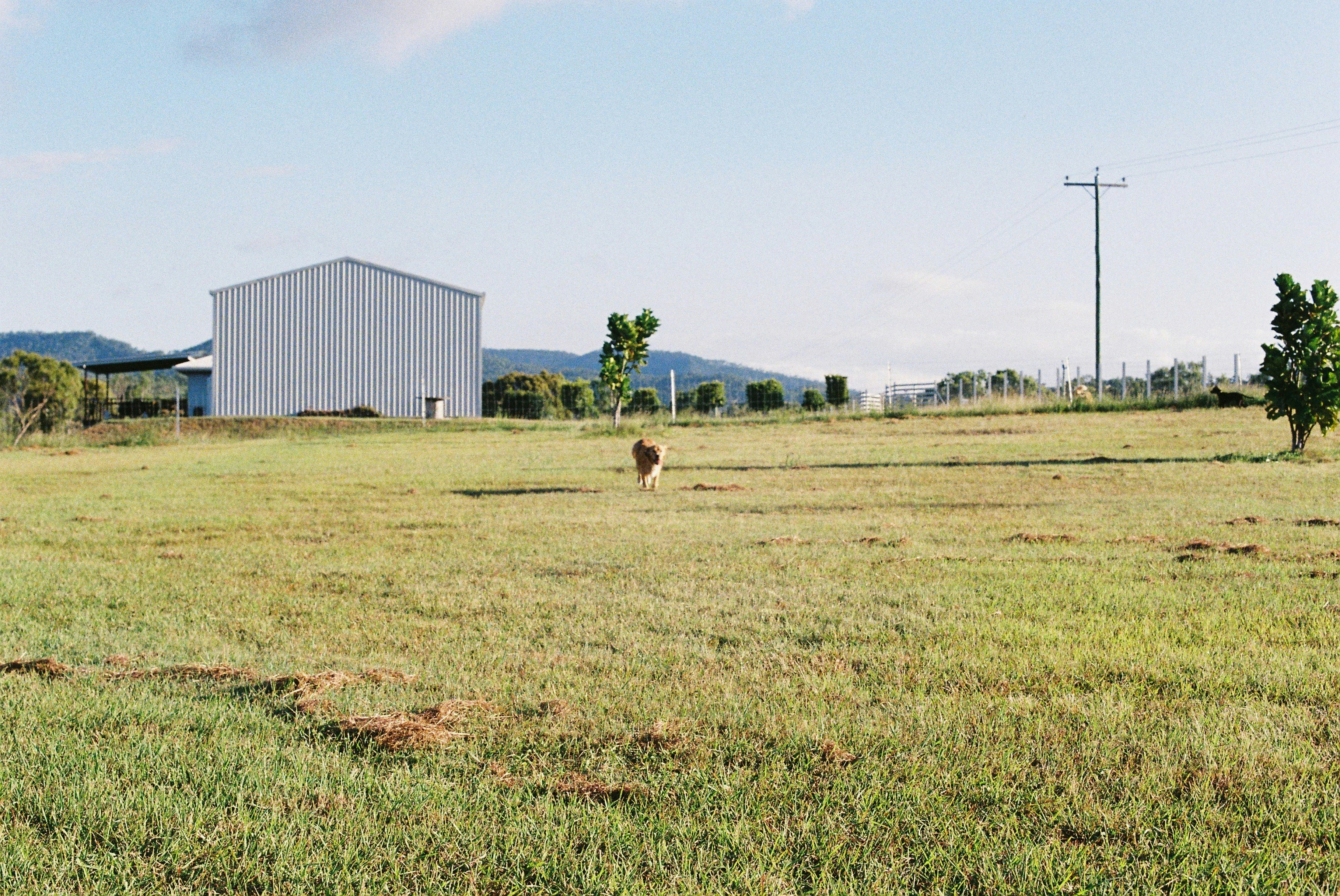 Midfield Silence: Lone Dog on a Sunlit Pasture