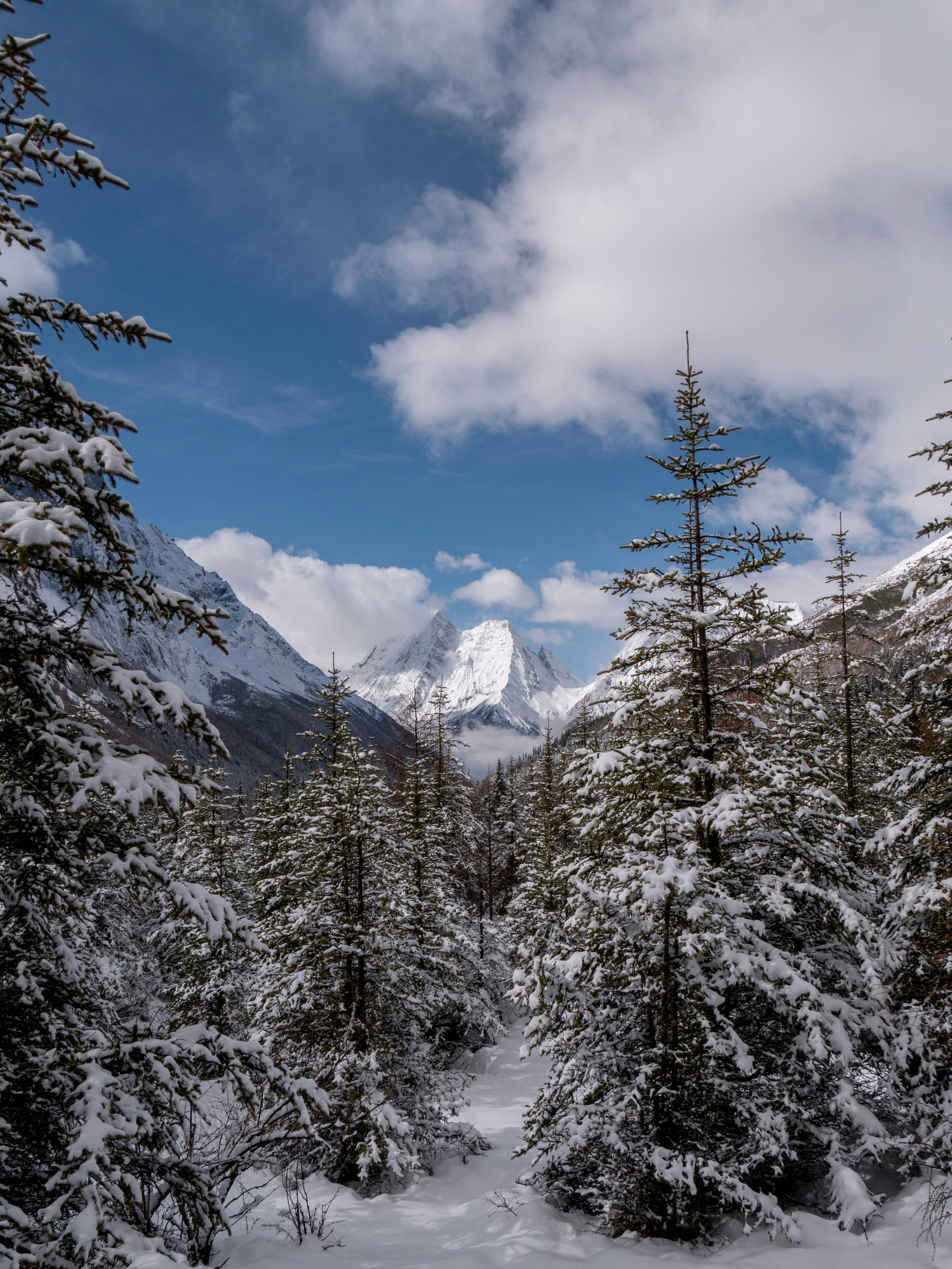 Snow-Crowned Pass: Converging Pines Beneath Alpine Peaks