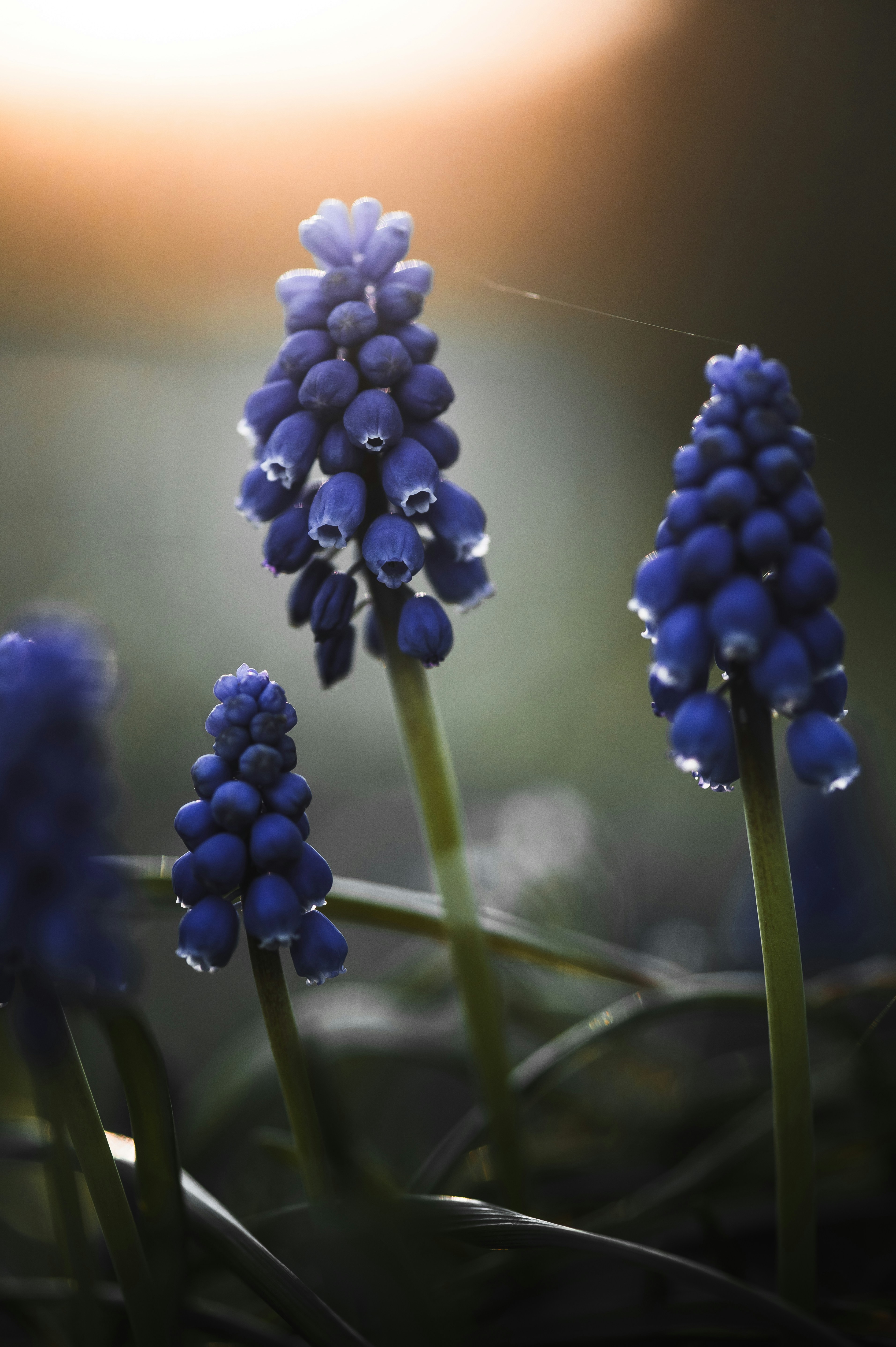 Northern Orchid: Close-up of Bluebell Buds in Soft Sunset Light