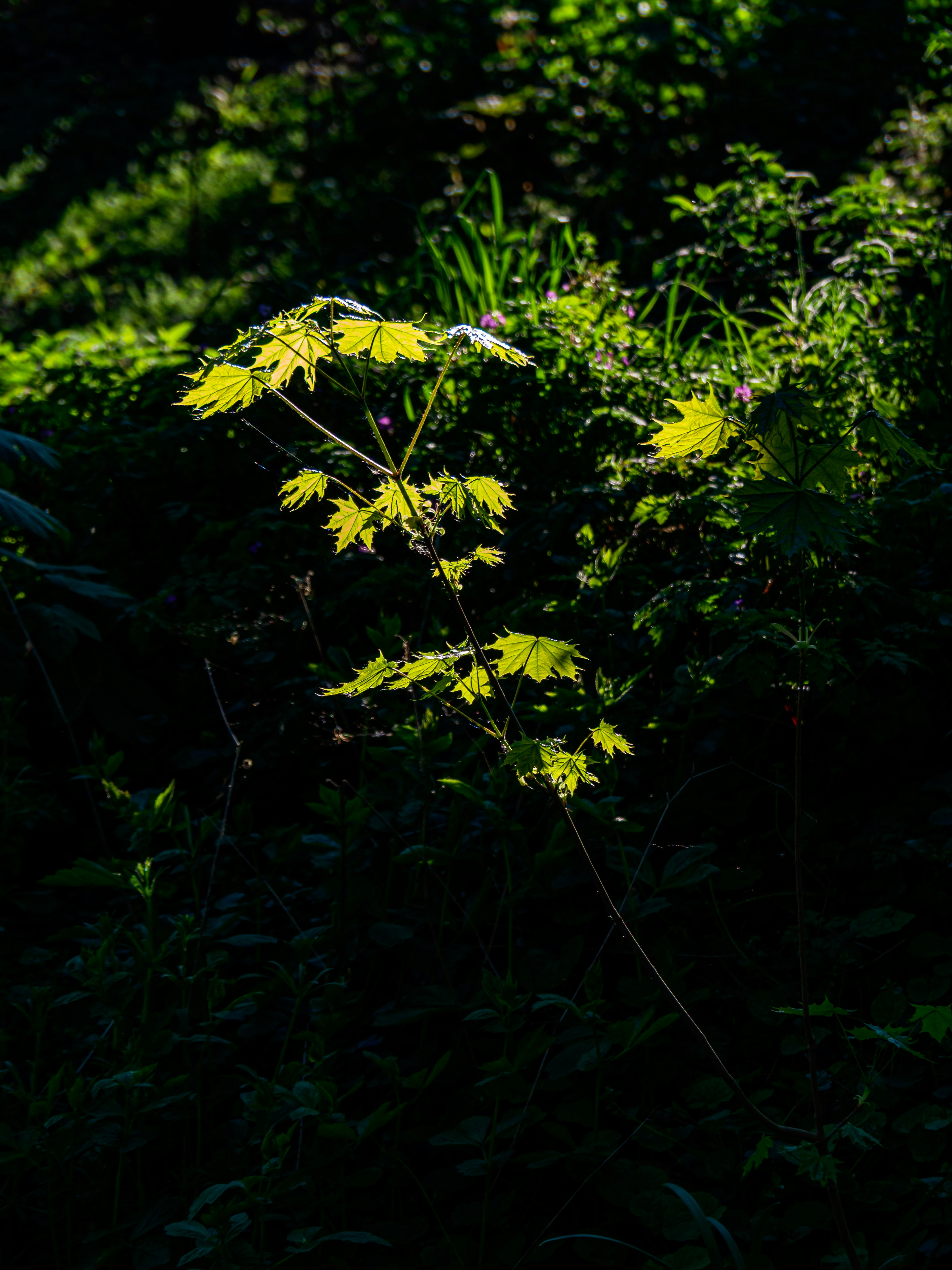 Sunlit Maple Whispers in the Dappled Understory