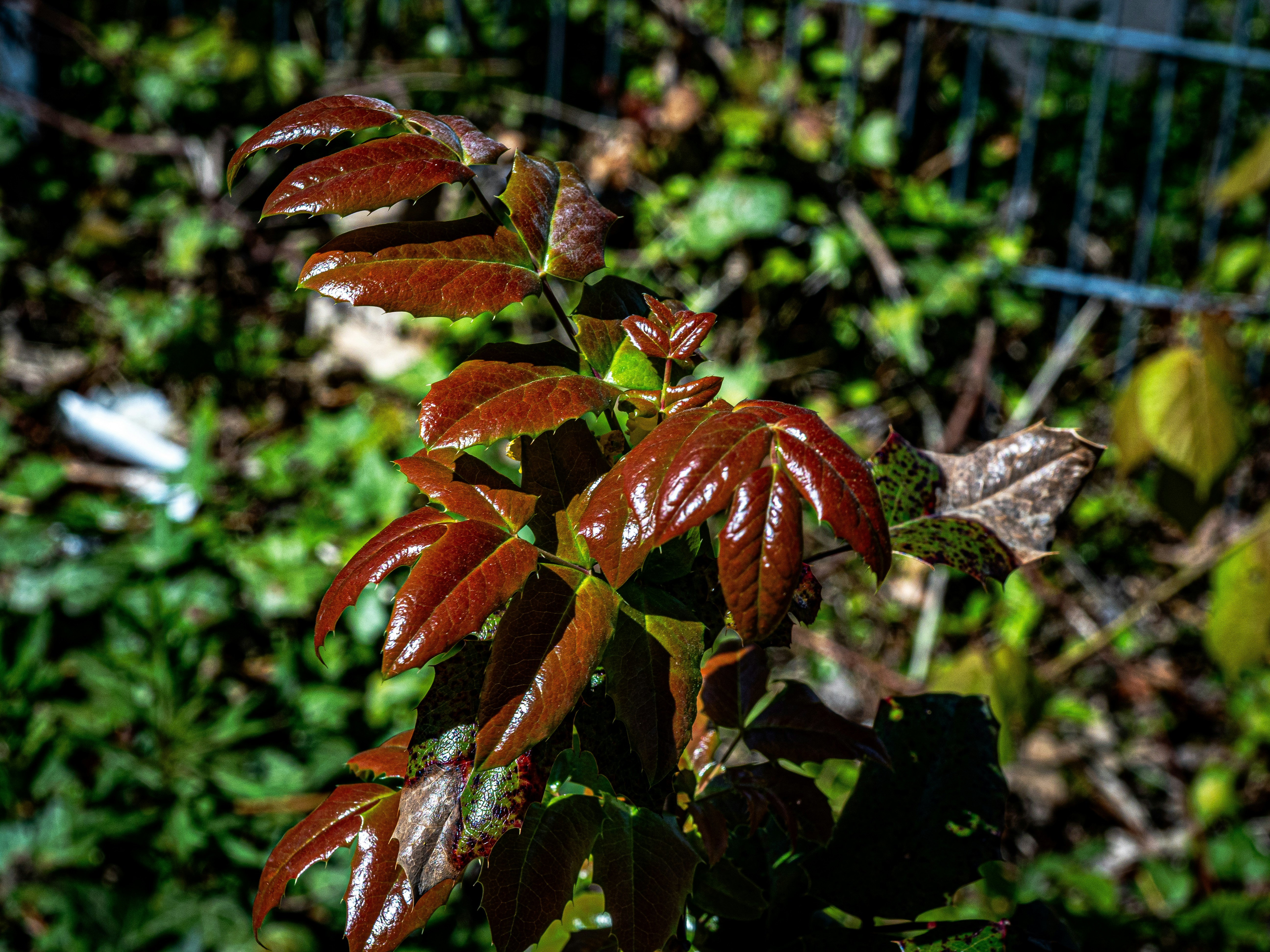 Red-tinged Leaf Cluster Reaching Toward Spring Sunlight