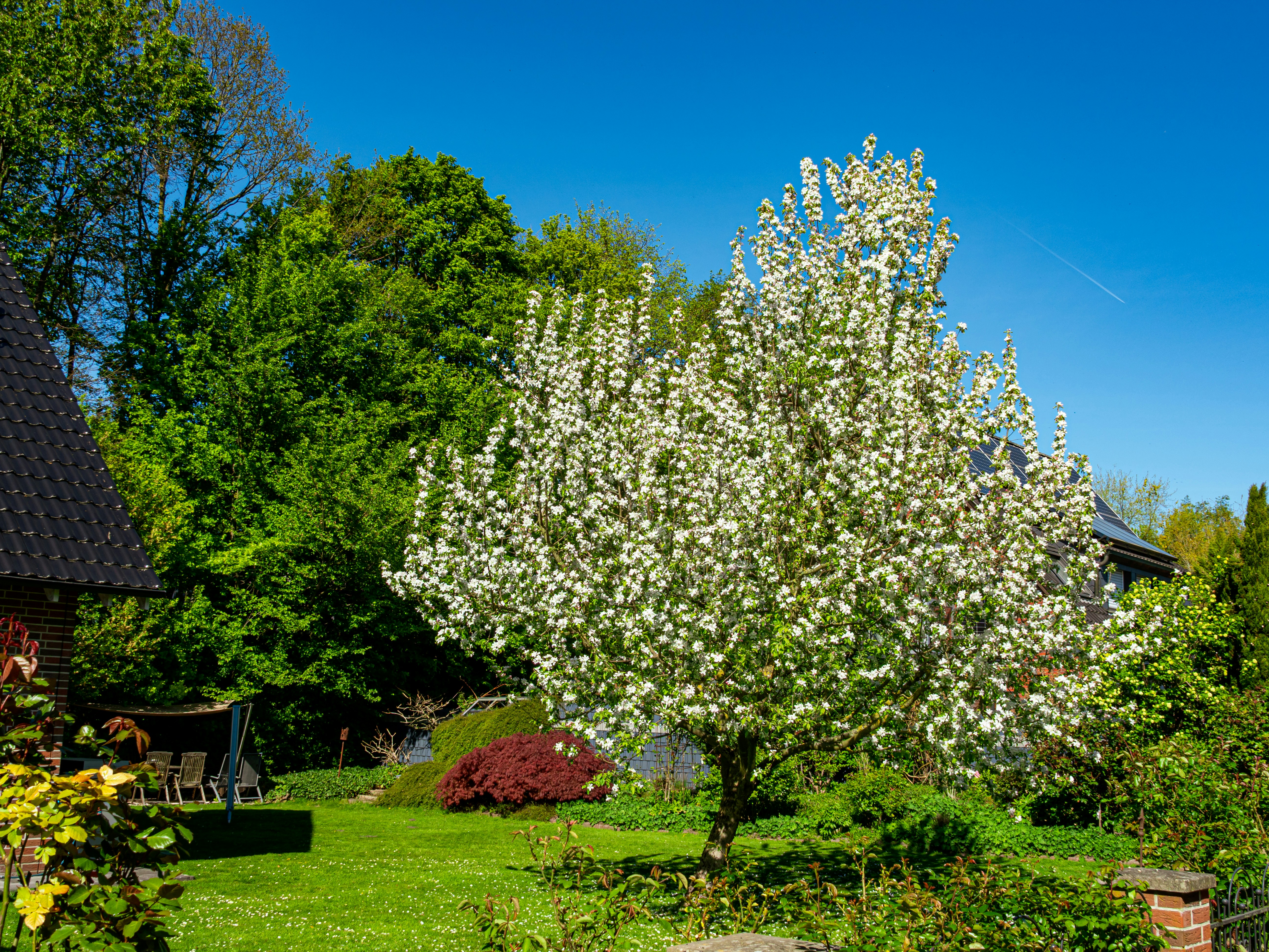 Blossoming Orchard in Full Sun