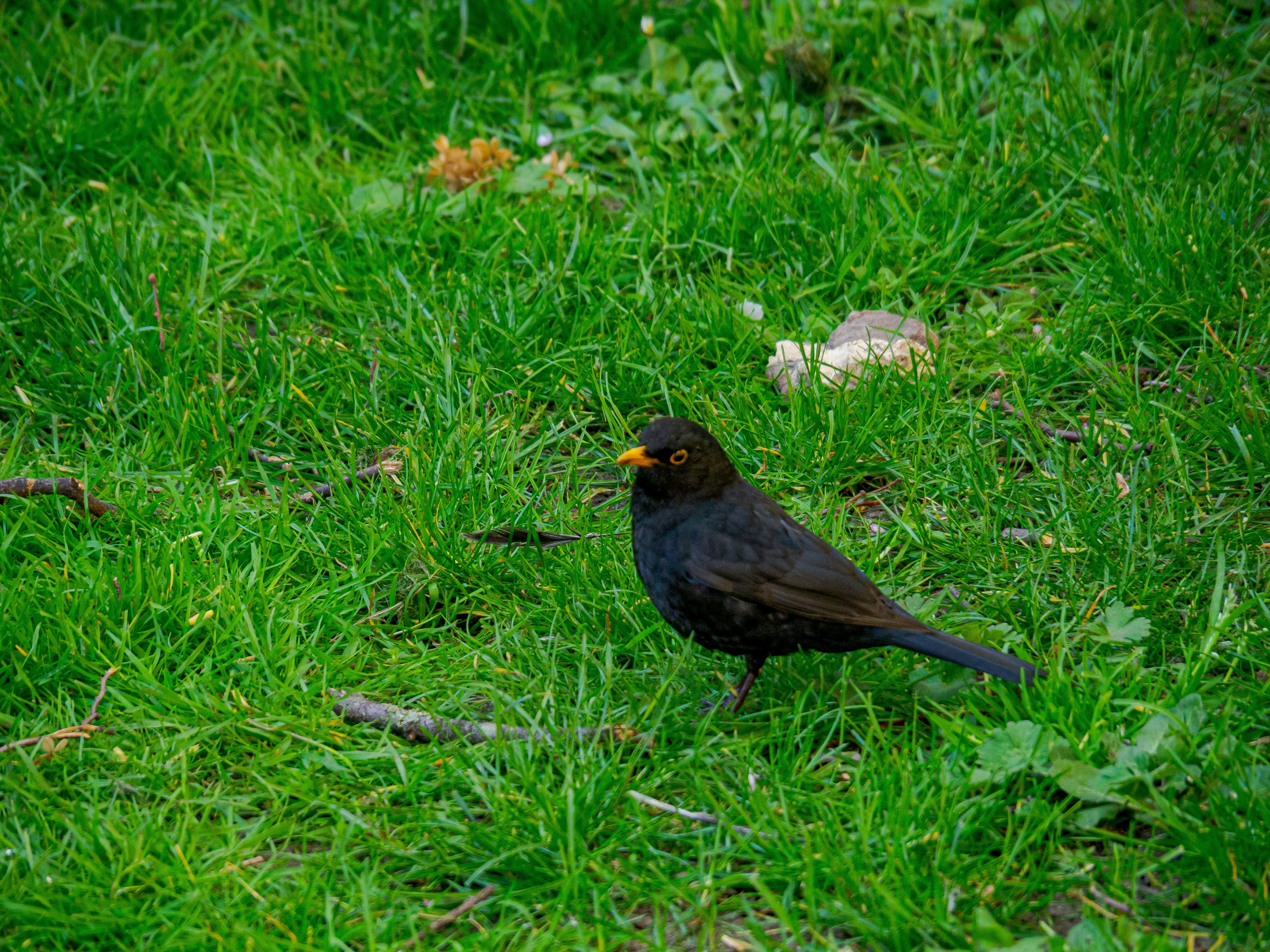 Sunlit Field Watch: A Blackbird on Lawn