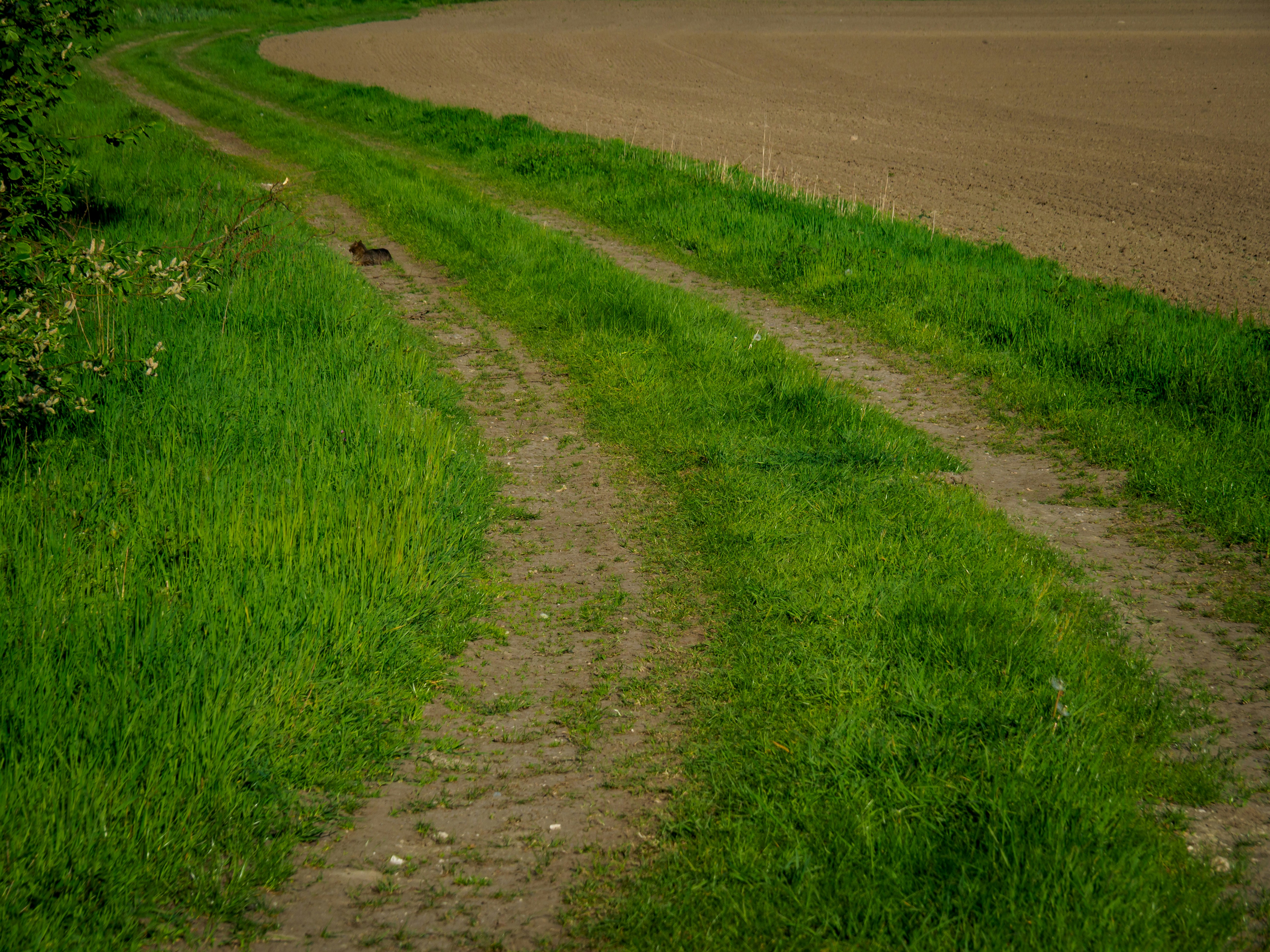 Verdant Path: A Tractor-Footprint Trail Through Fresh Spring Grass